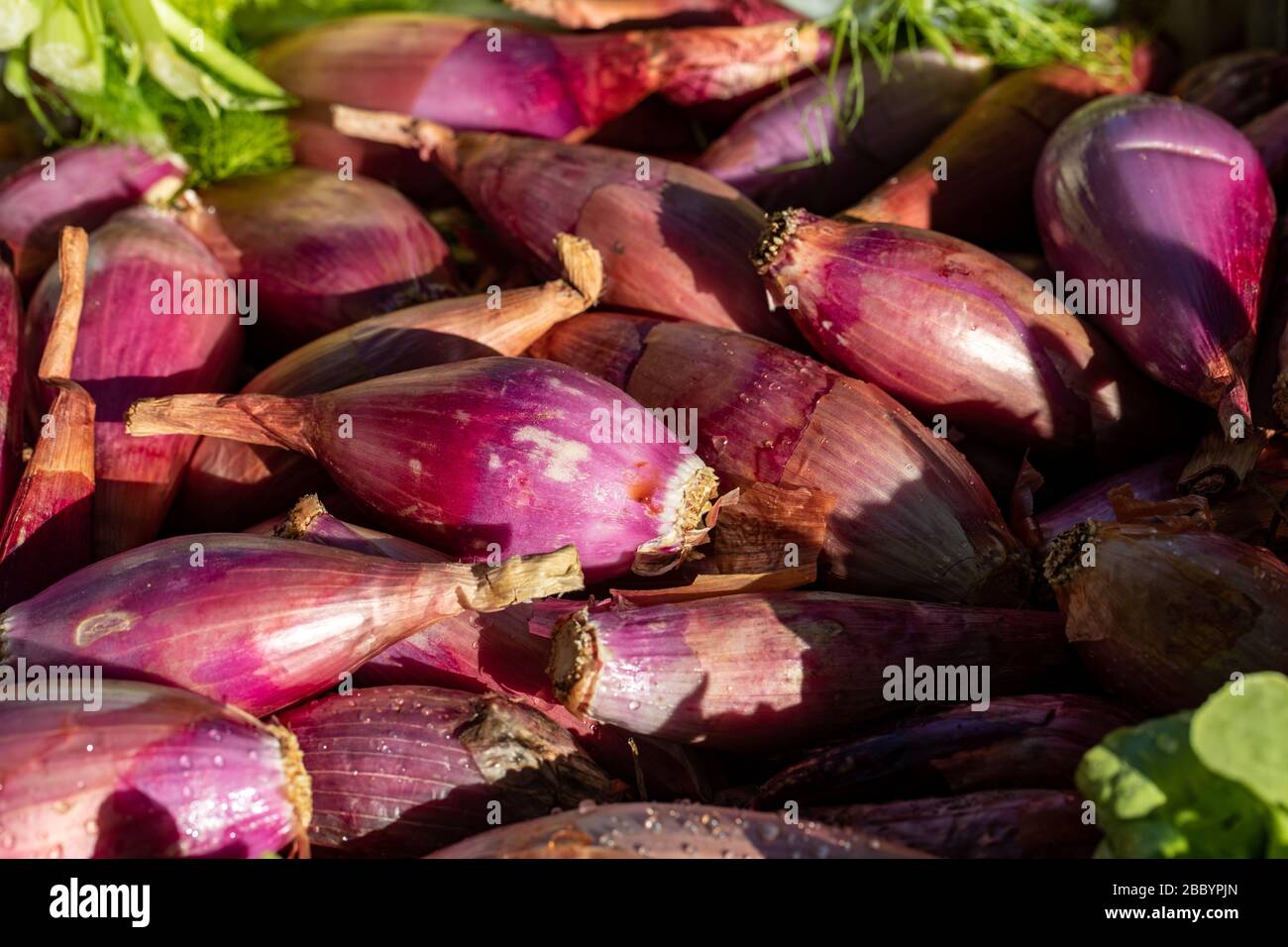 Cipolla rossa tropea hi-res stock photography and images - Alamy