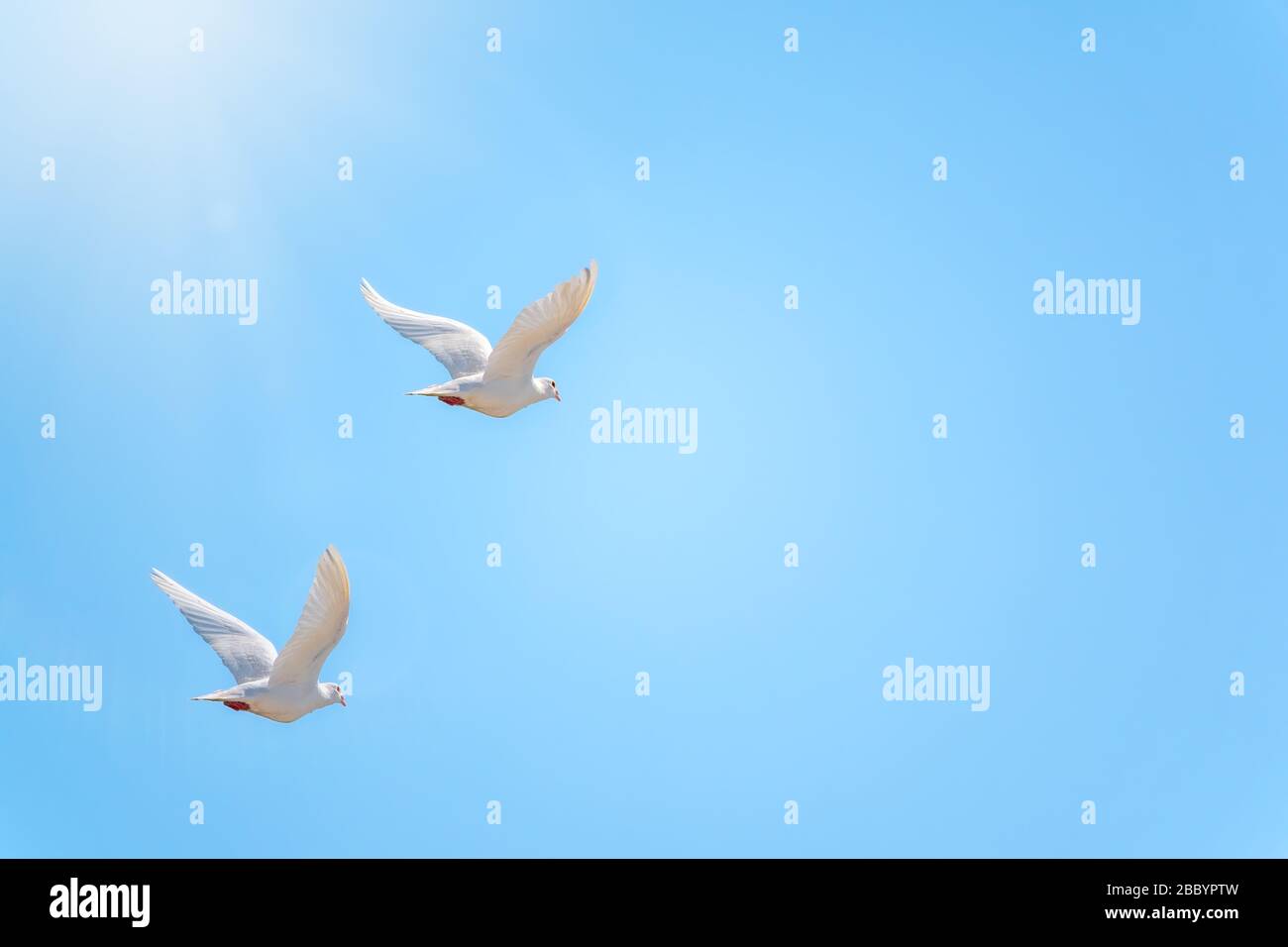 Two white doves fly in a clear blue sky. White doves are used as ...