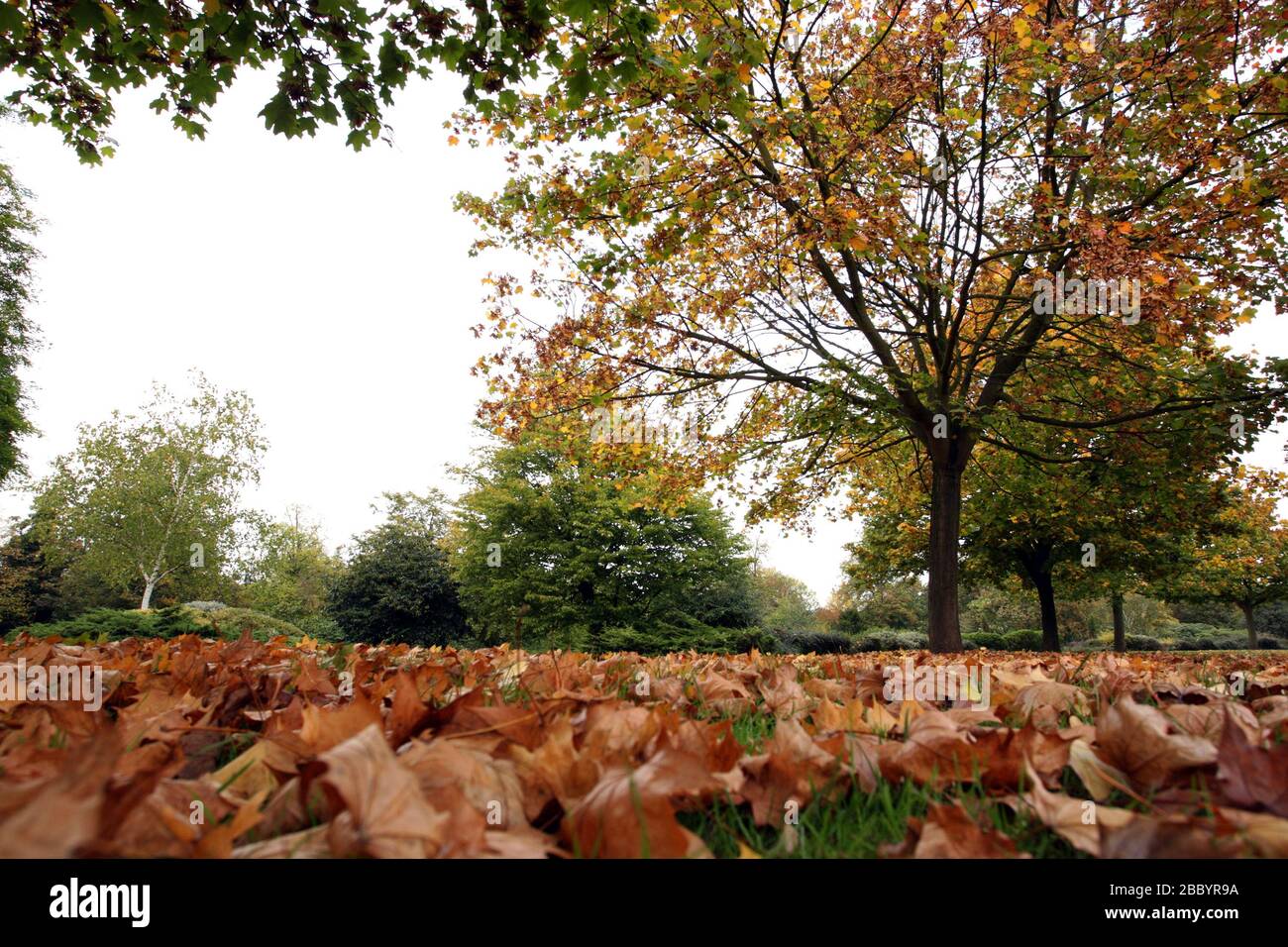 General view of trees in the park. Valentines Park, Ilford, London ...