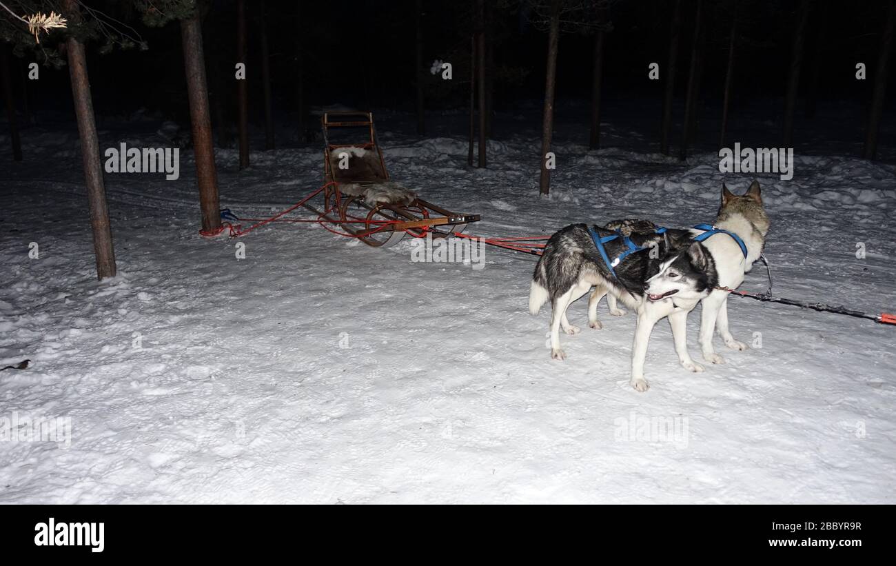 Siberian dogs on the snow attached to the sled wait anxiously to leave ...