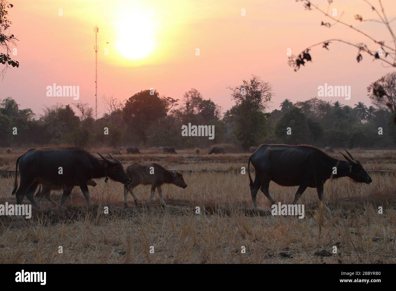 water buffalos in dried rice fields on khone island (laos Stock Photo ...