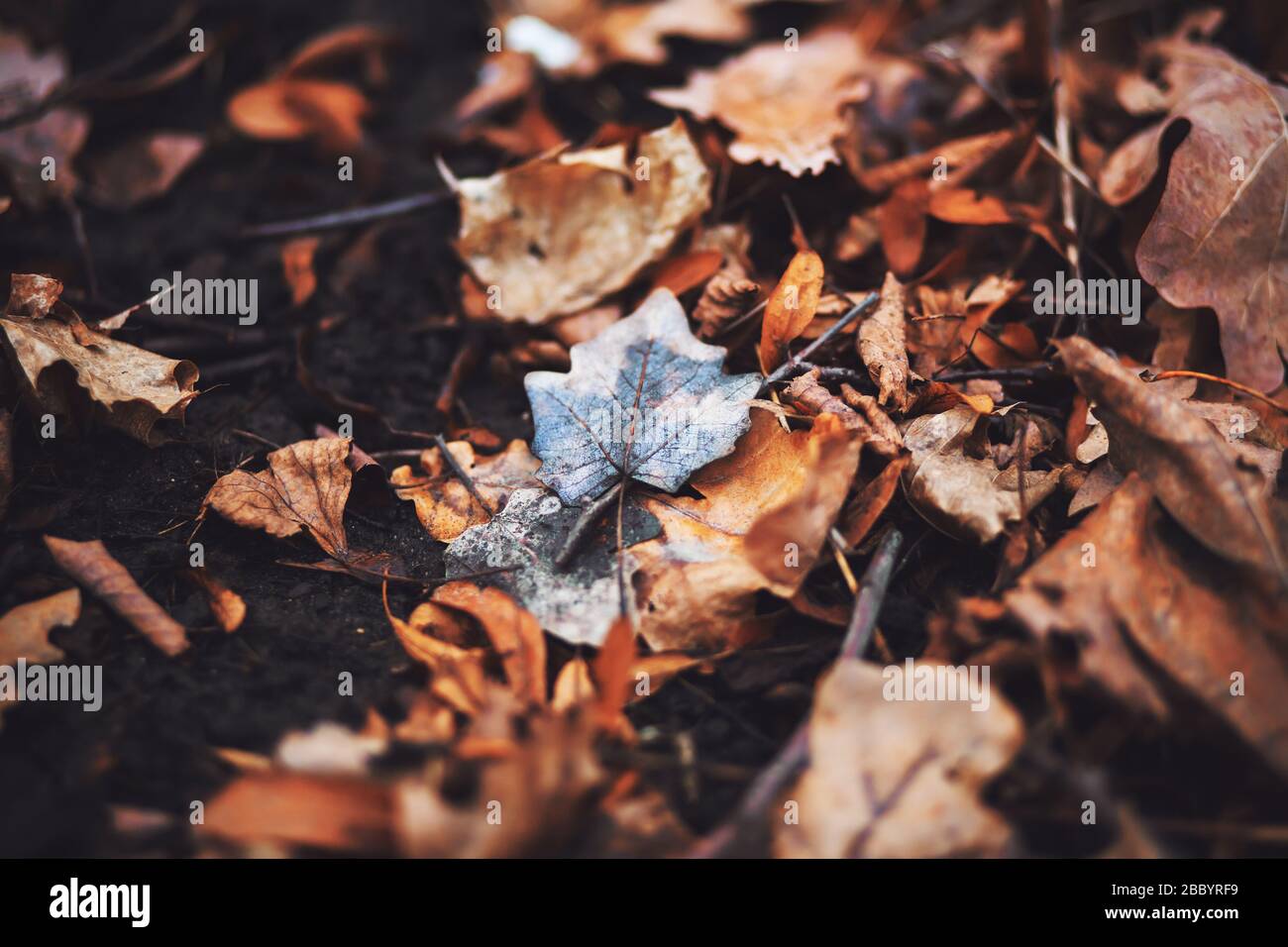 Dark Autumn Leaves Background