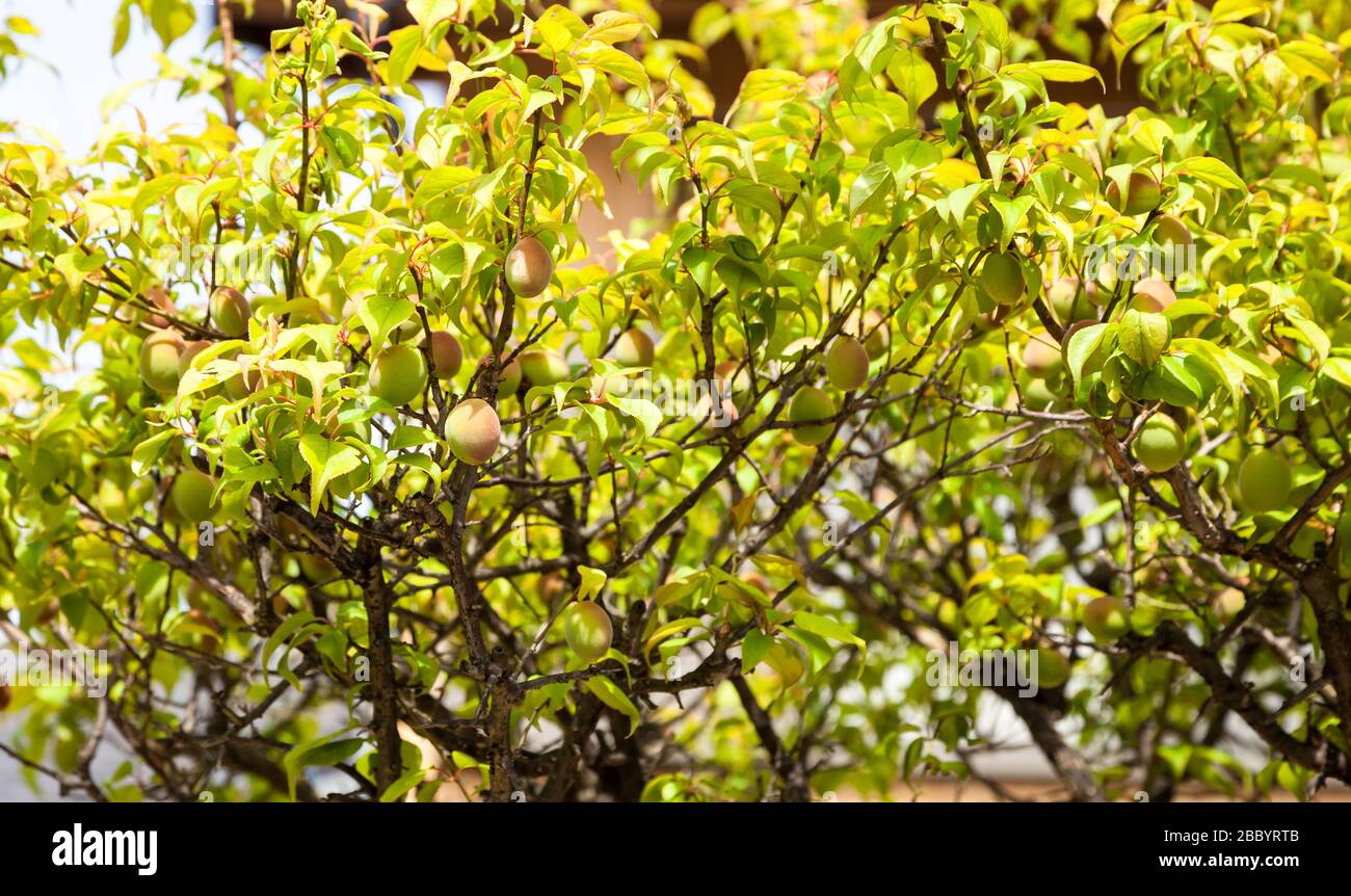 Ume plum tree hi-res stock photography and images - Alamy
