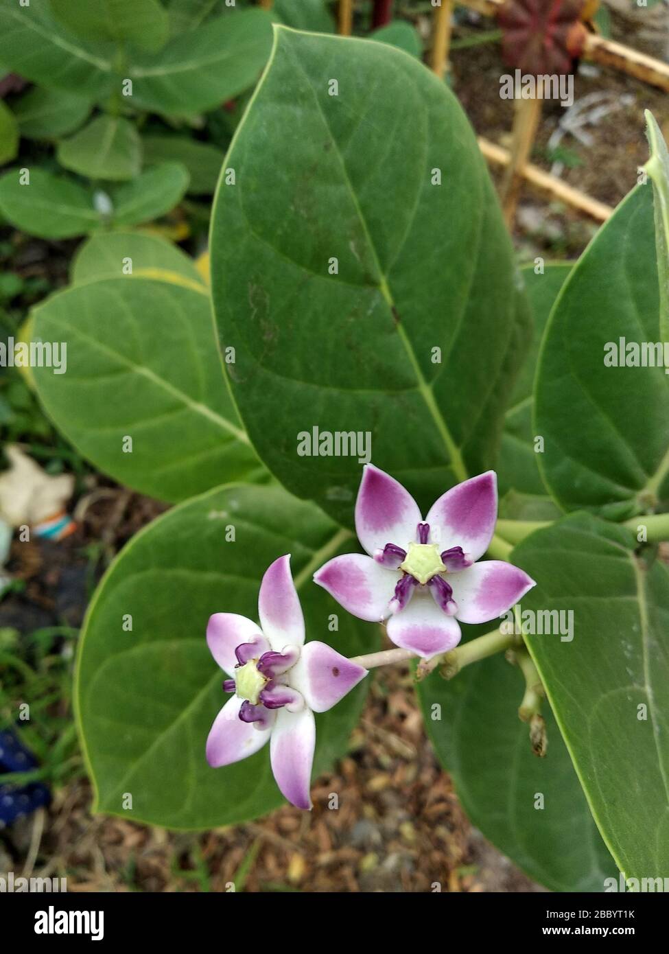 Calotropis gigantea hi-res stock photography and images - Alamy