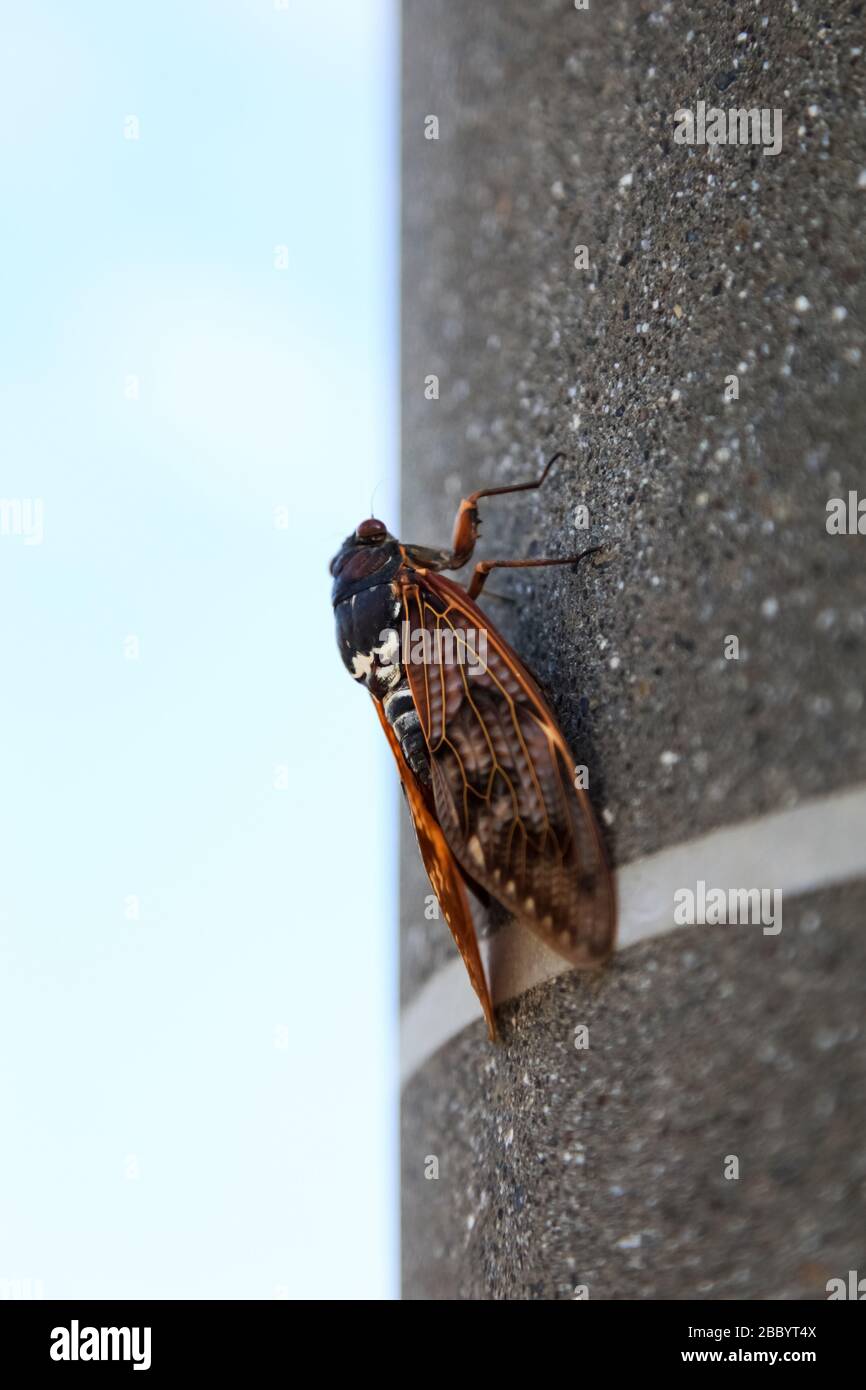 Cicada sits on pole with blurred background. Cicada Bug Stock Photo - Alamy