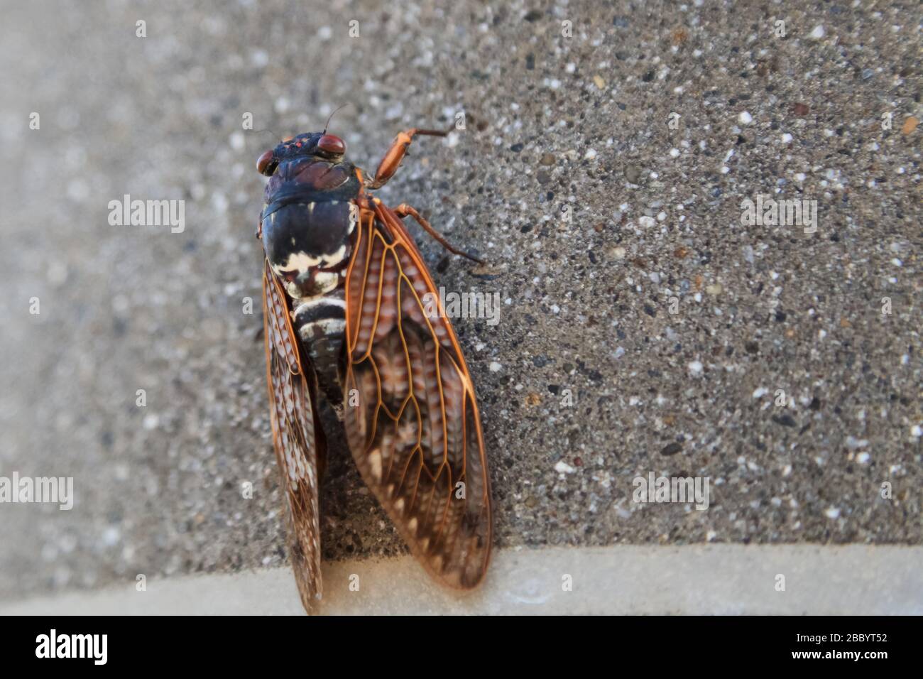Cicada sits on pole with blurred background. Cicada Bug Stock Photo - Alamy