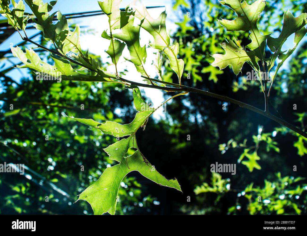 Light spills into frame, illuminating a beautiful branch of leaves on a ...