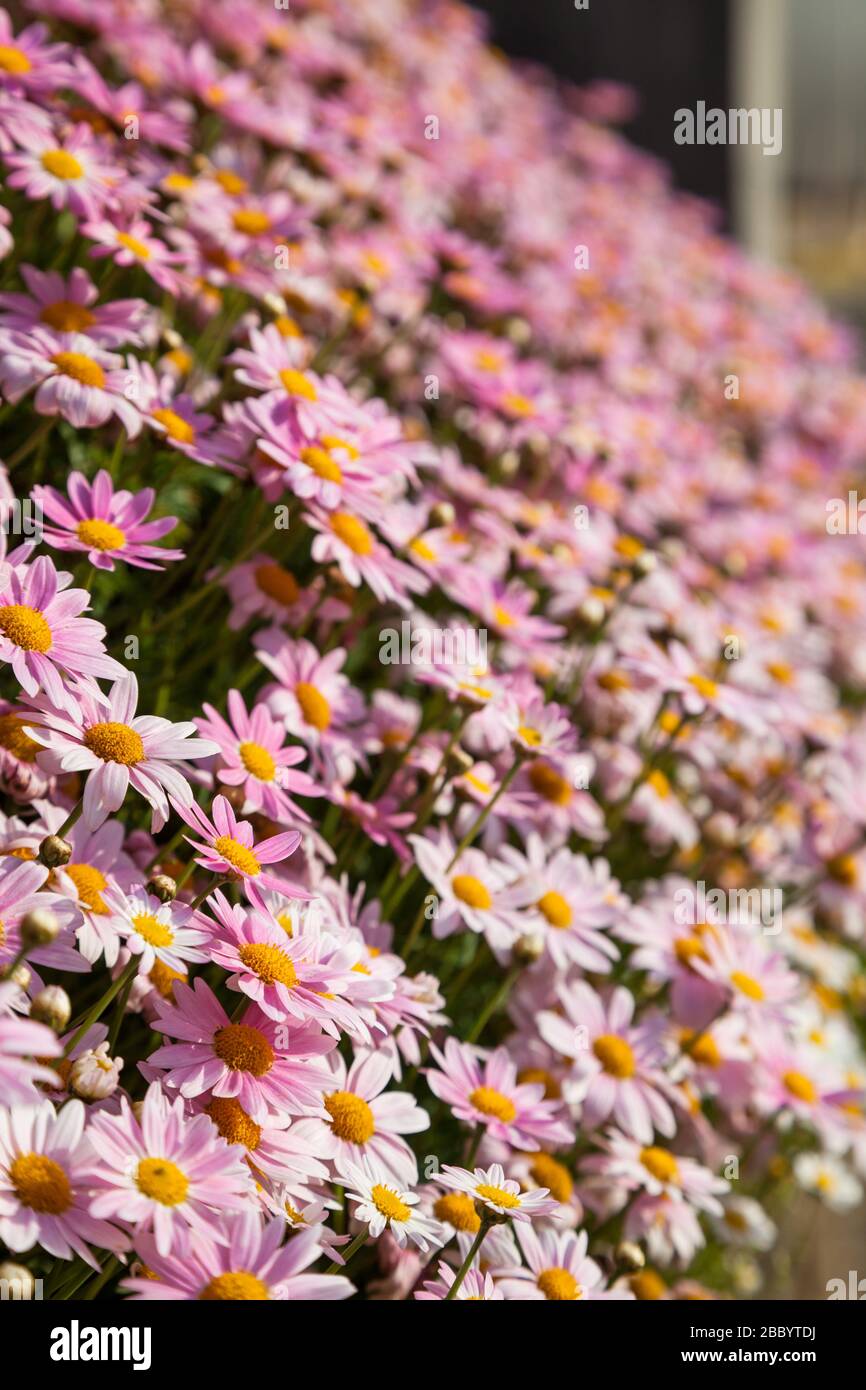 Margaret flower hi-res stock photography and images - Alamy
