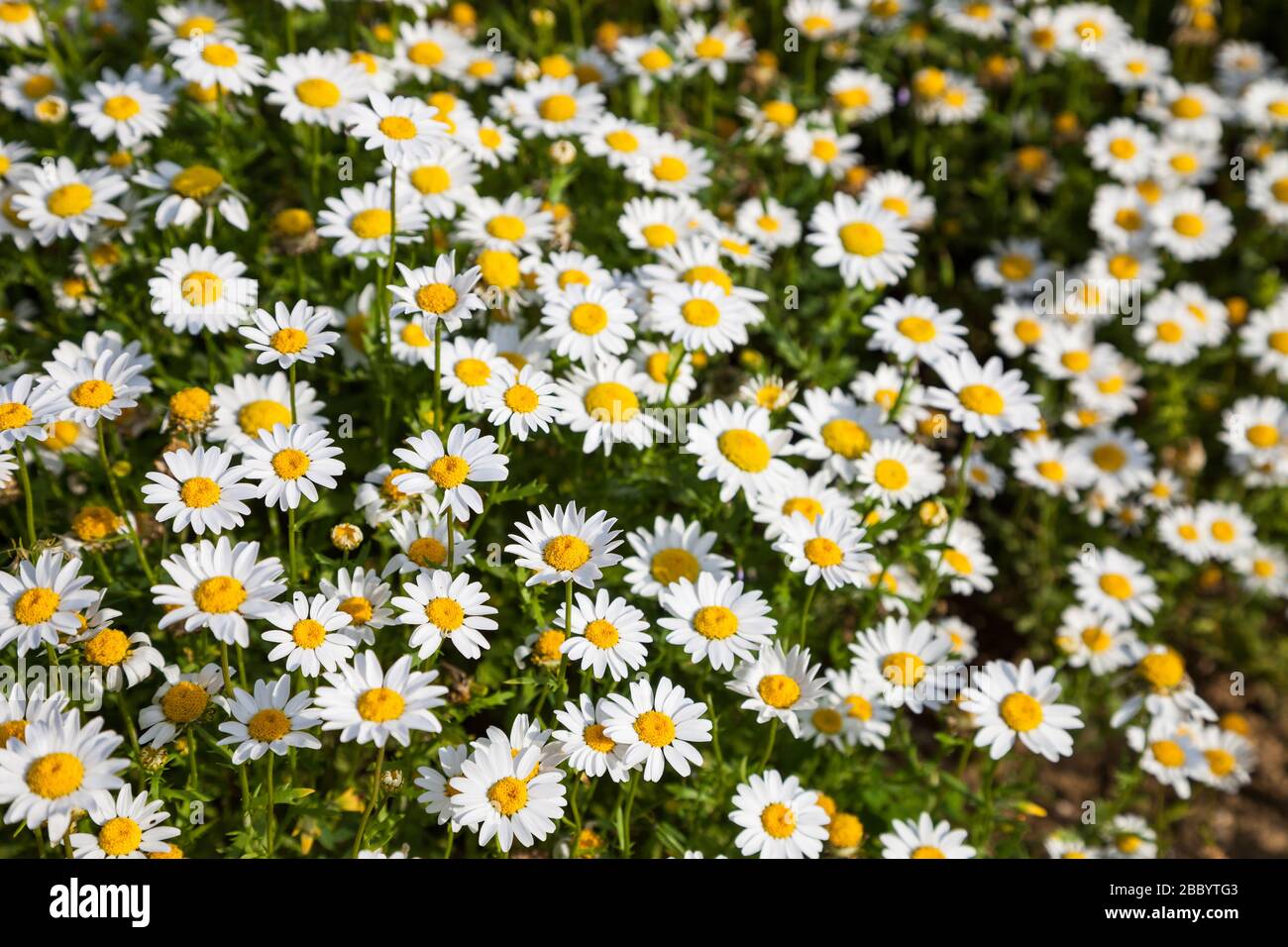 Colorful Margaret flower background.,Daisy Stock Photo - Alamy