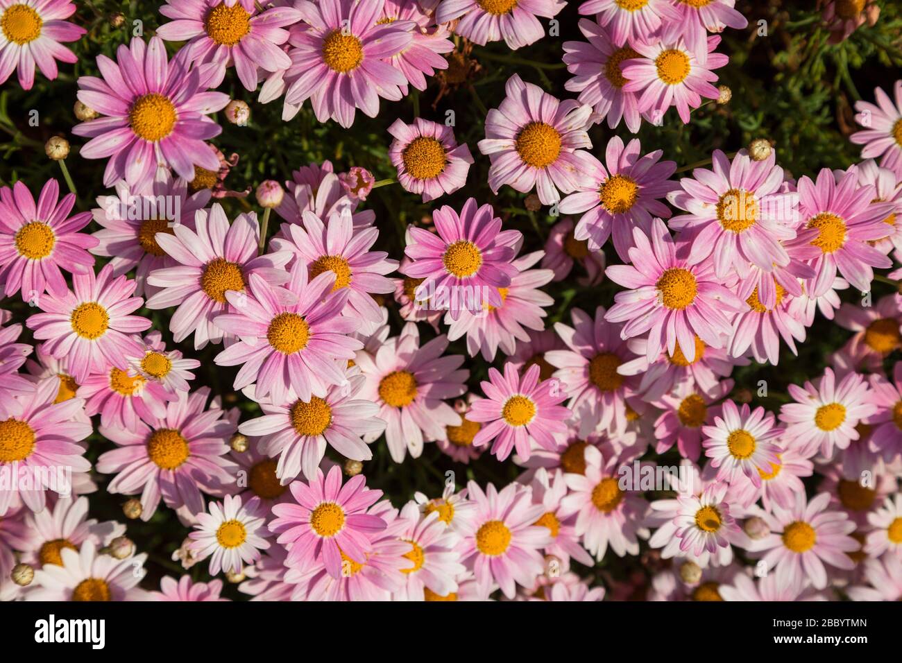 Colorful Margaret flower background.,Daisy Stock Photo - Alamy