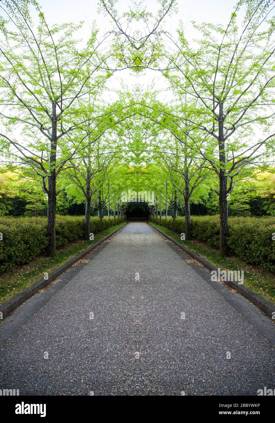 Roadside green ginkgo tree in Japan Stock Photo - Alamy