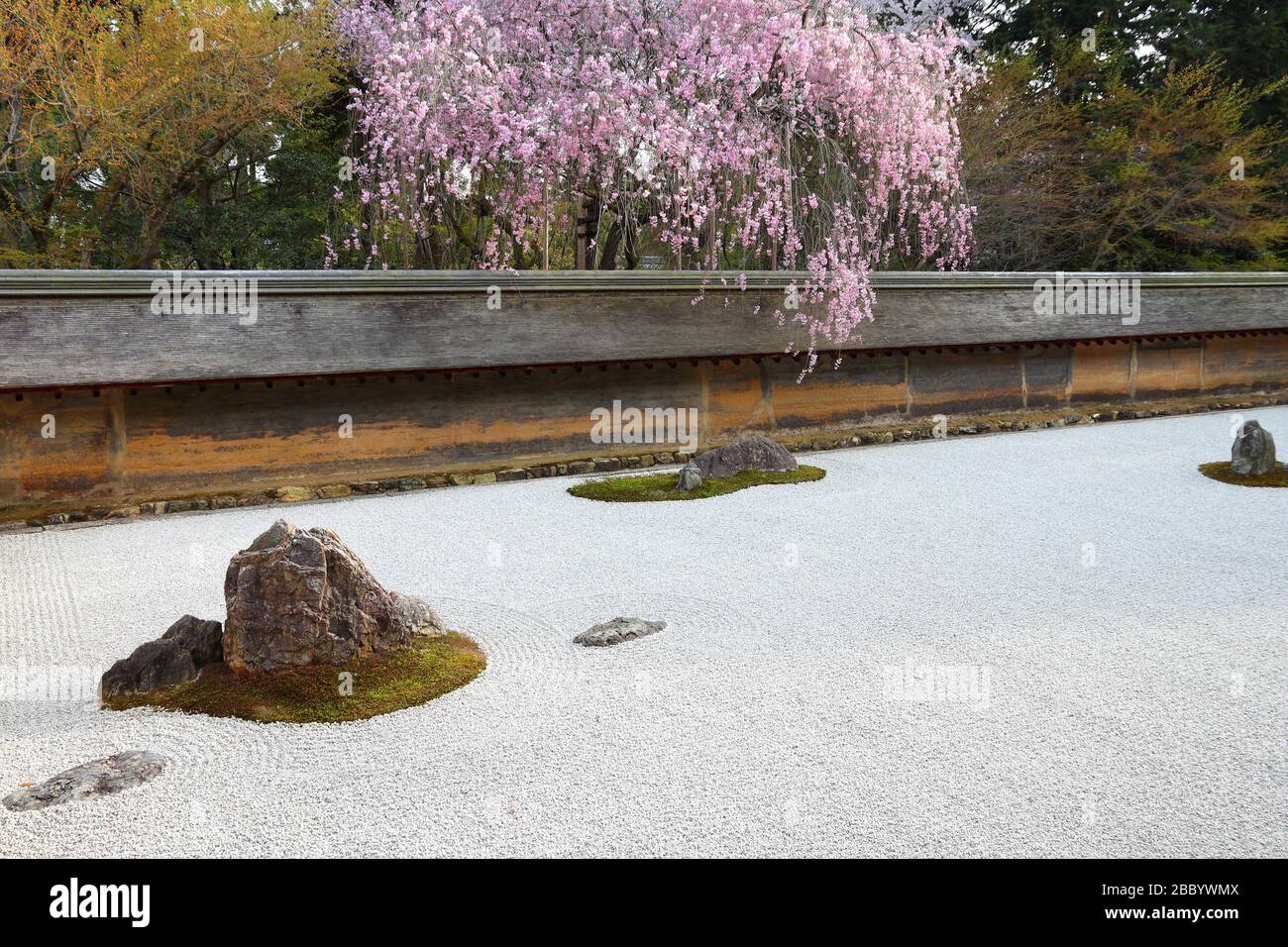 Japanese rock garden and cherry blossoms in Kyoto. Zen garden of ...