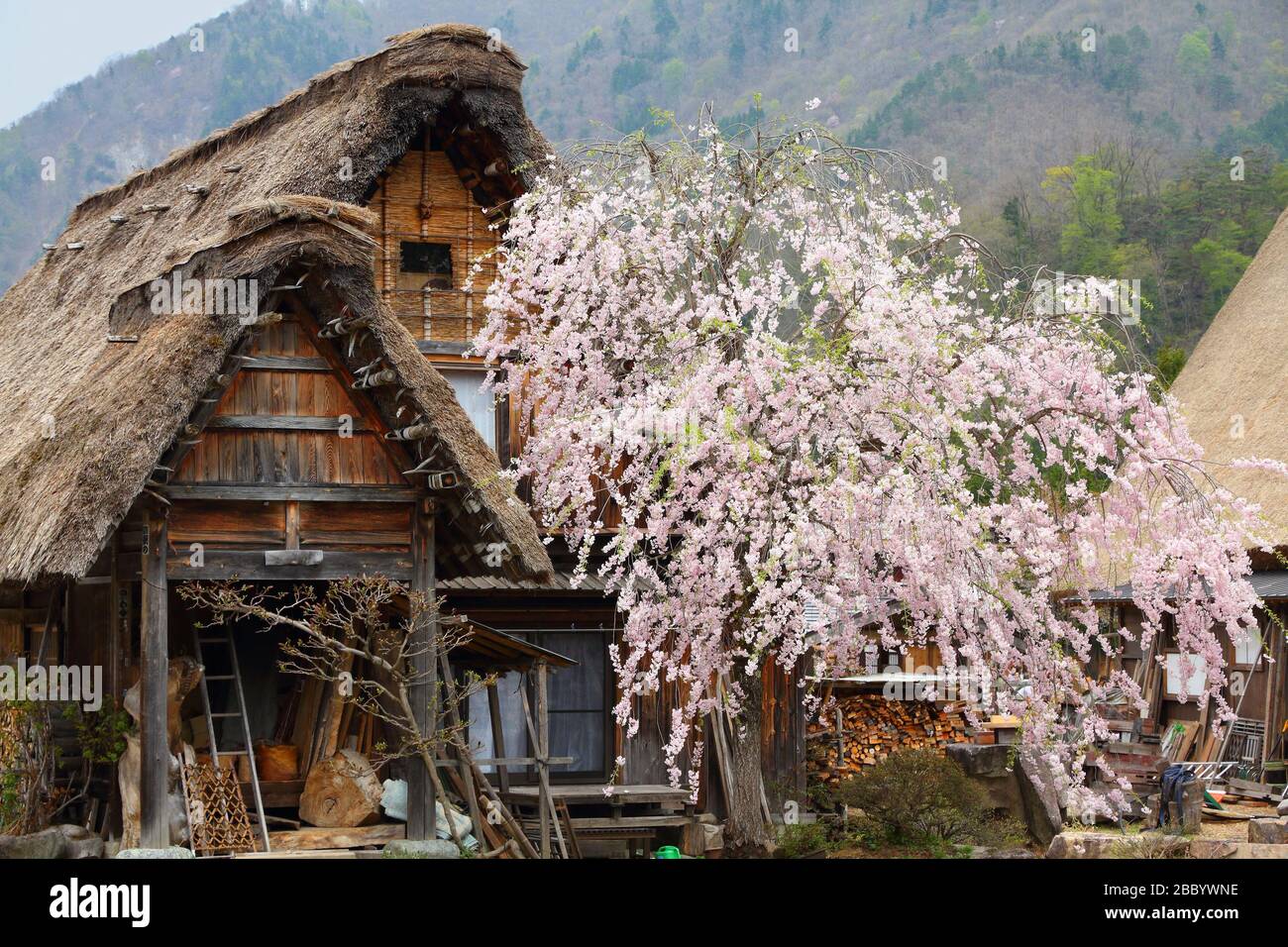 Japan landmark village. Shirakawa-go traditional village in Japan ...