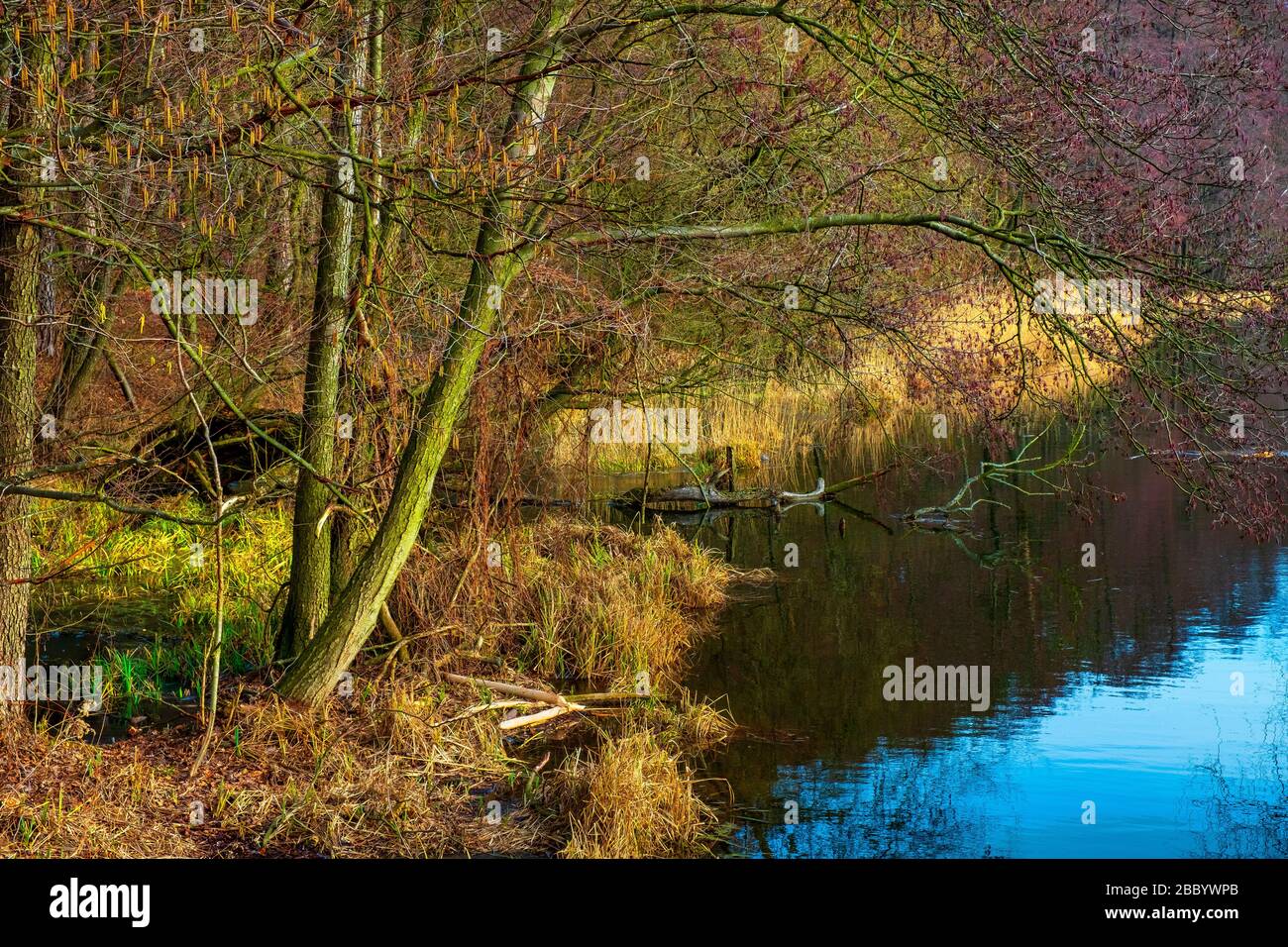 Early spring landscape of mixed European forest thicket and wetlands at ...