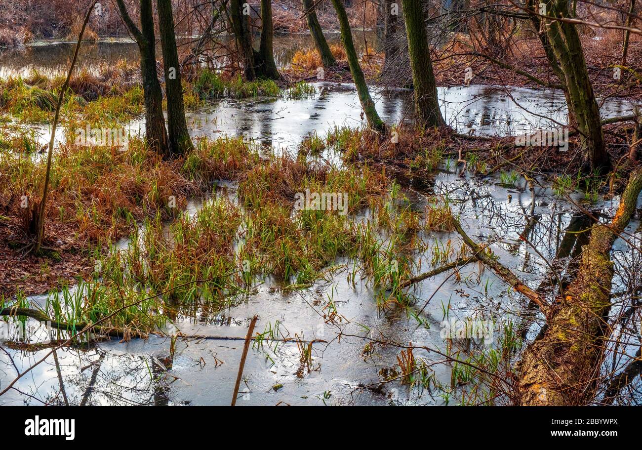 Early spring landscape of mixed European forest thicket and wetlands at ...