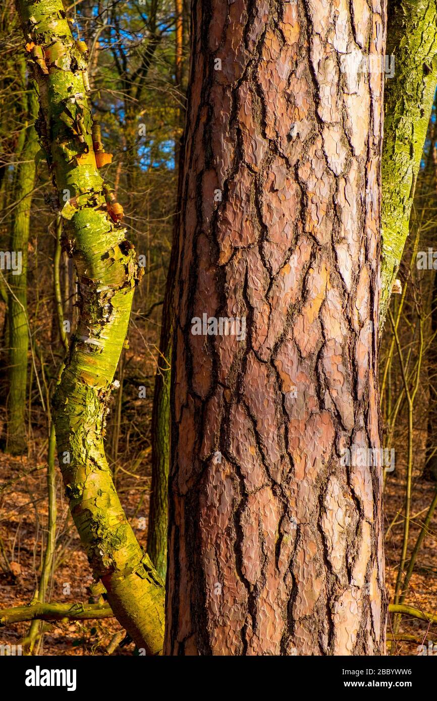 Sosna zwyczajna hi-res stock photography and images - Alamy