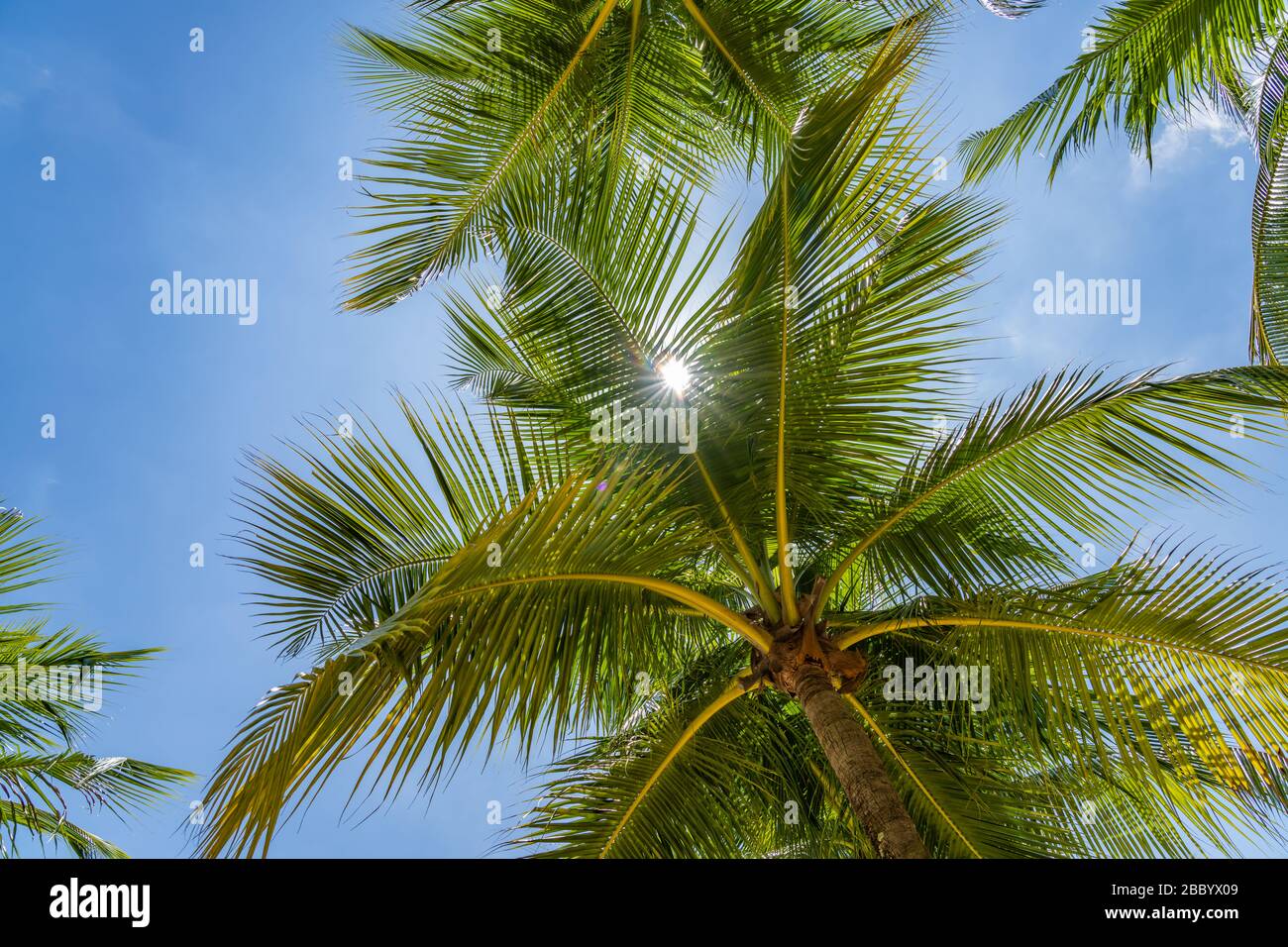 Coconut trees at the tropical beach Stock Photo - Alamy