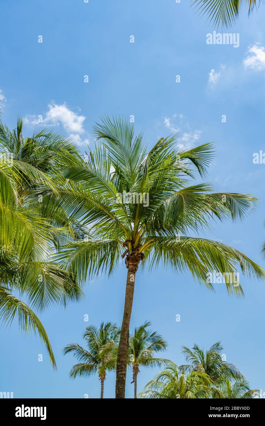 Coconut trees at the tropical beach Stock Photo - Alamy