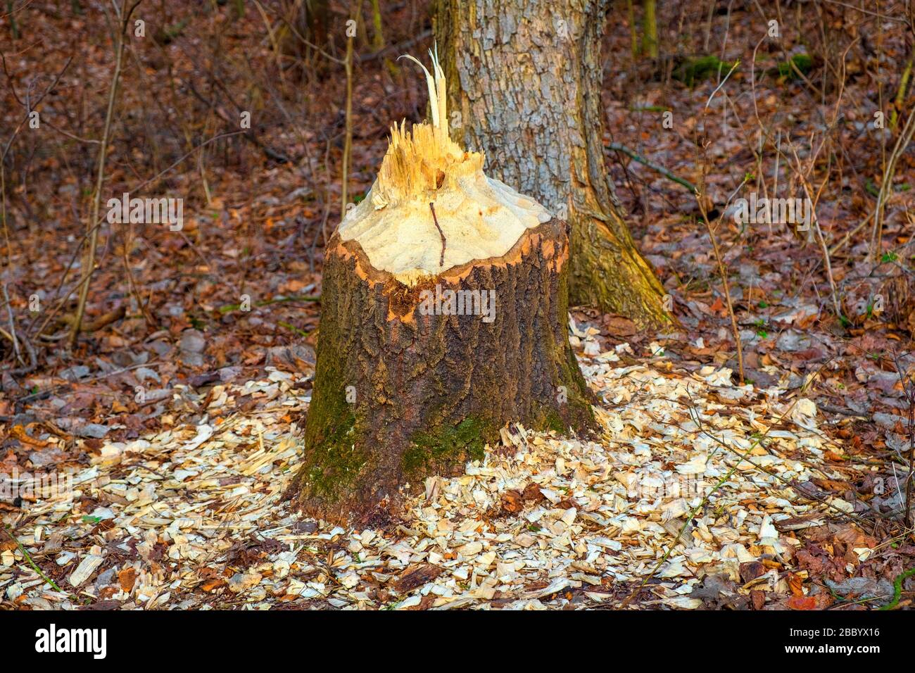 Tree trunk freshly undercut by Eurasian beavers - latin Castor fiber ...