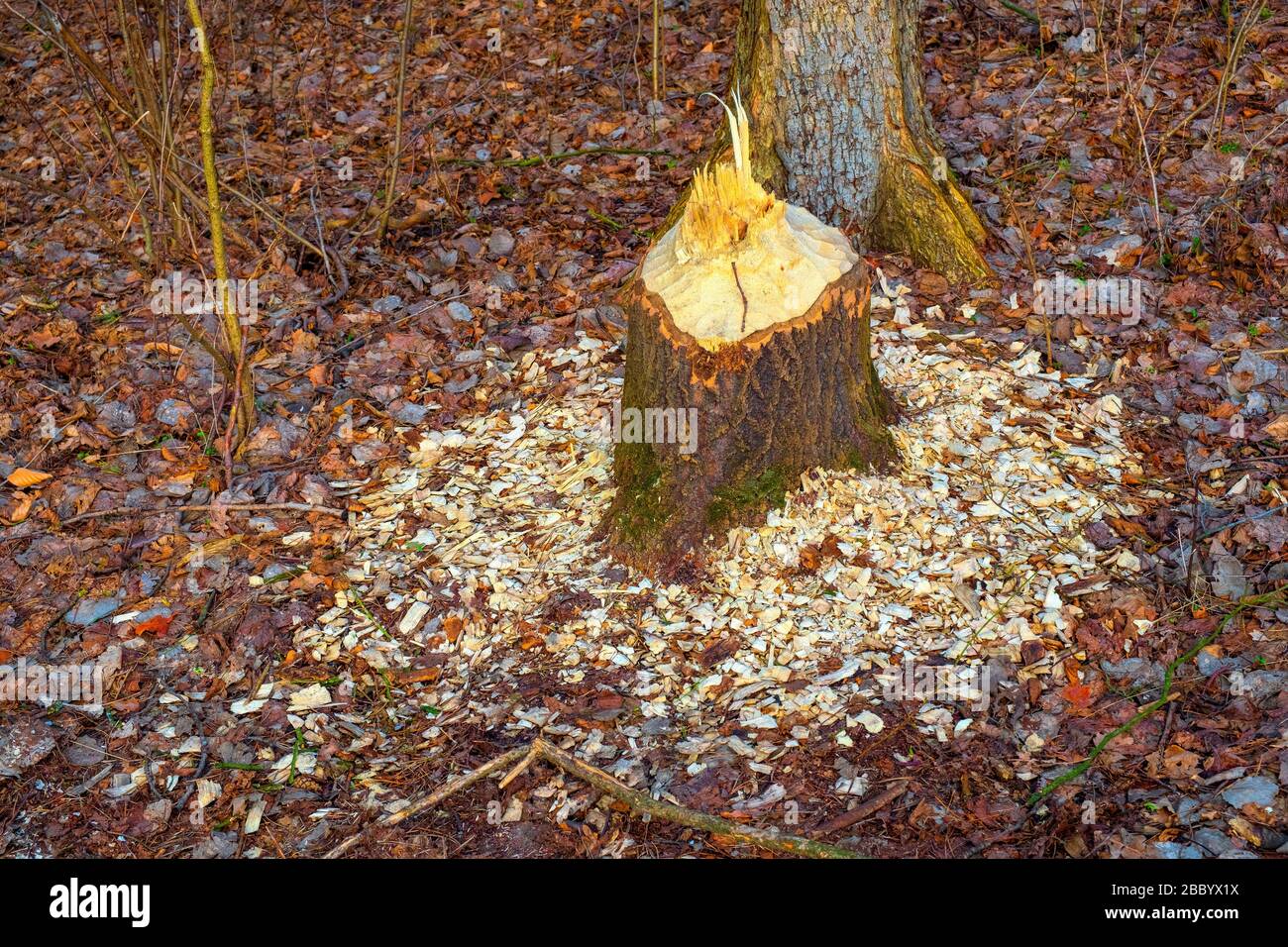 Undercut hi-res stock photography and images - Alamy