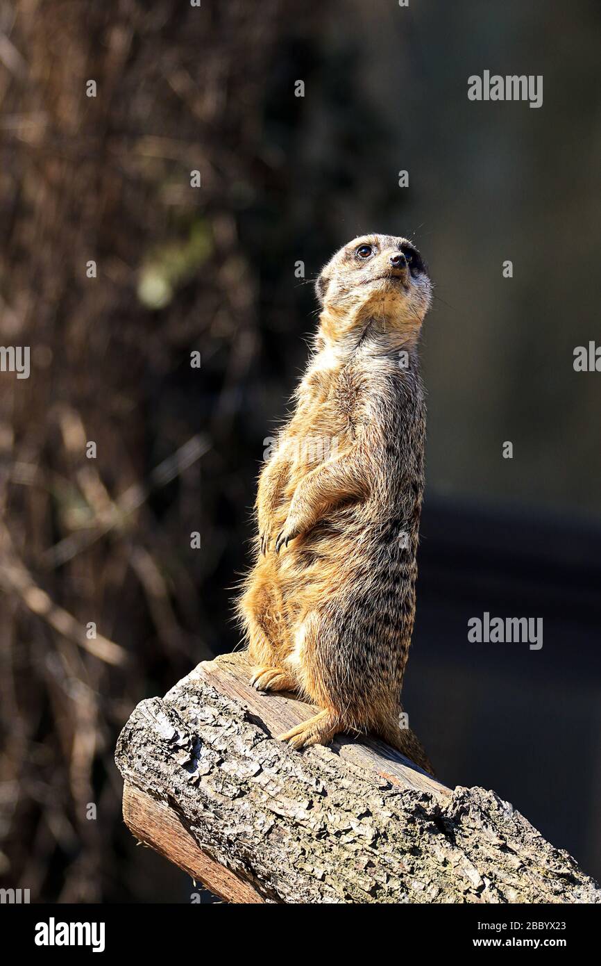 Meerkat in the typical upright position Stock Photo - Alamy