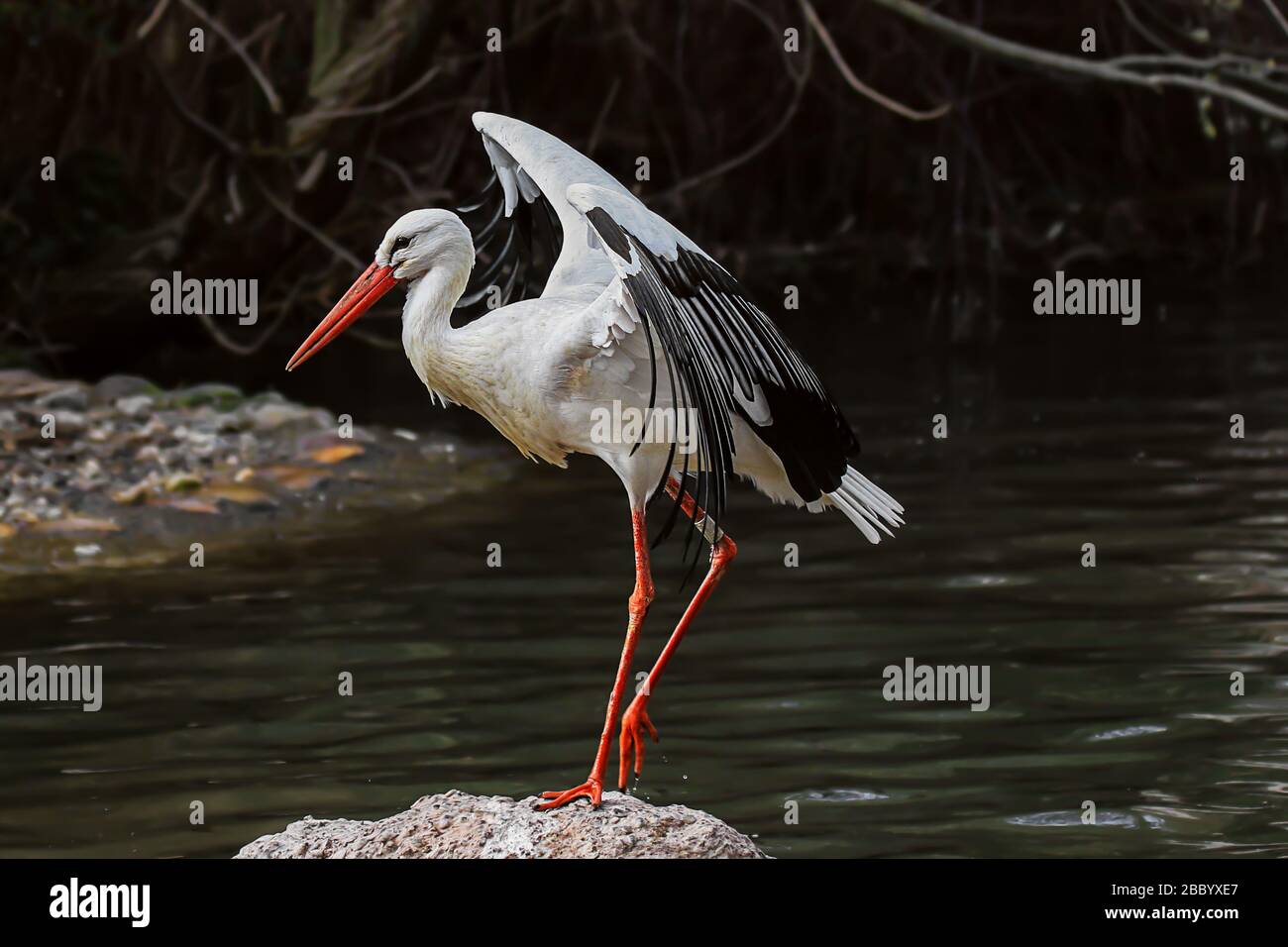 Stout legs hi-res stock photography and images - Alamy