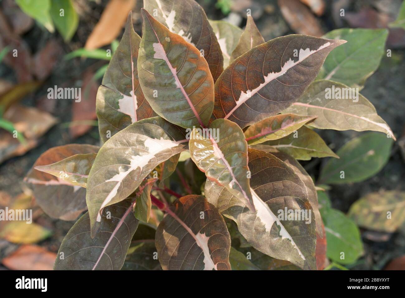 Medicinal plant of Thailand Stock Photo - Alamy