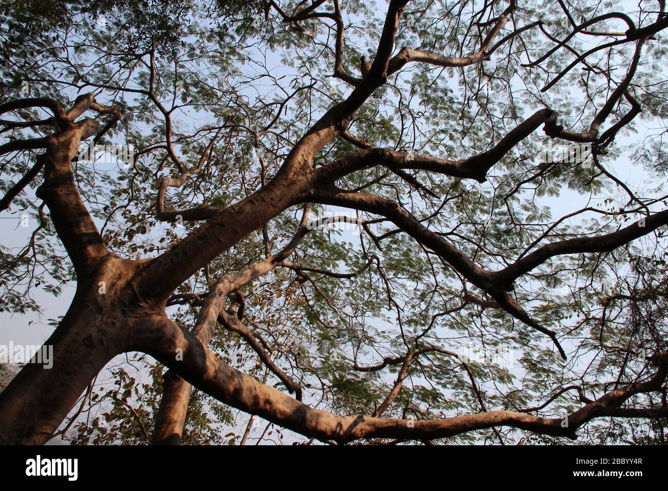 tree in a park in luang prabang (laos Stock Photo - Alamy
