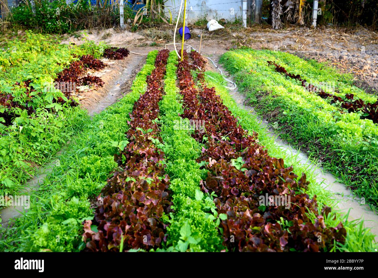 Salad farm hi-res stock photography and images - Alamy
