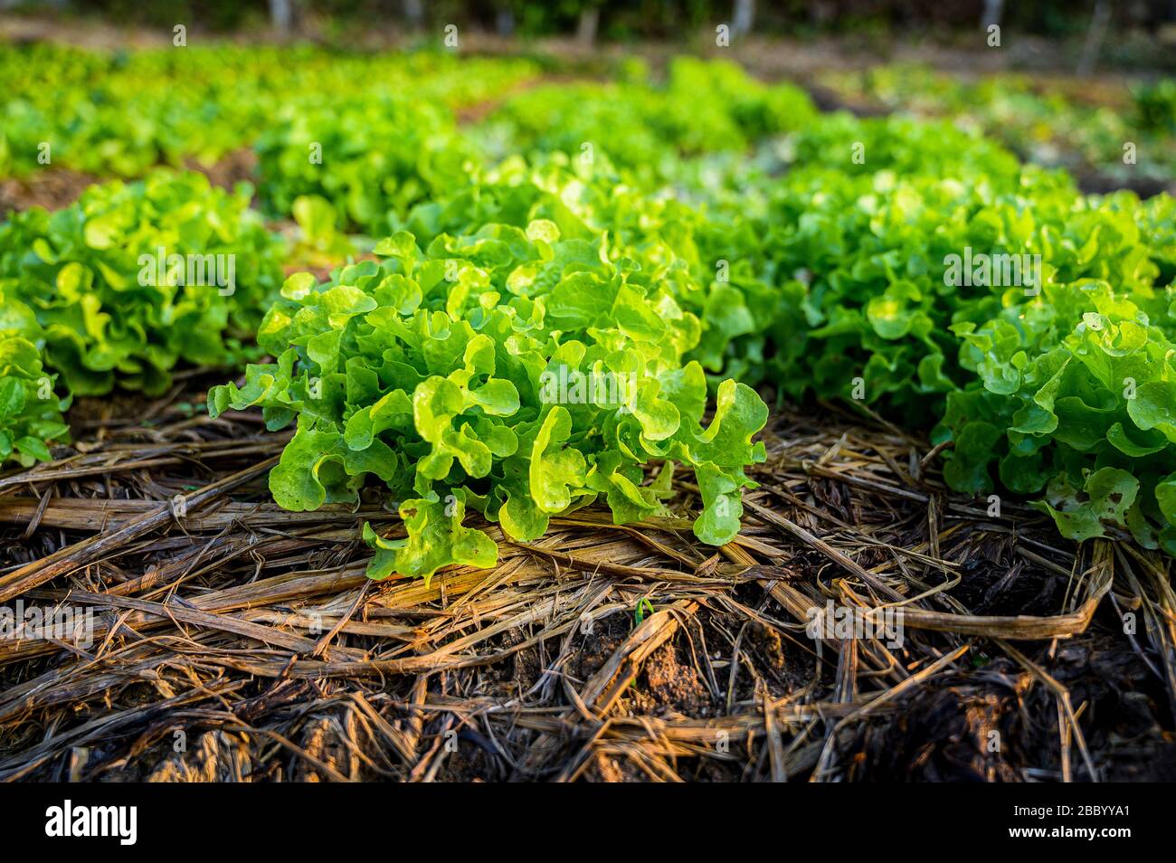 Green salad vegetables in the organic farm Stock Photo - Alamy