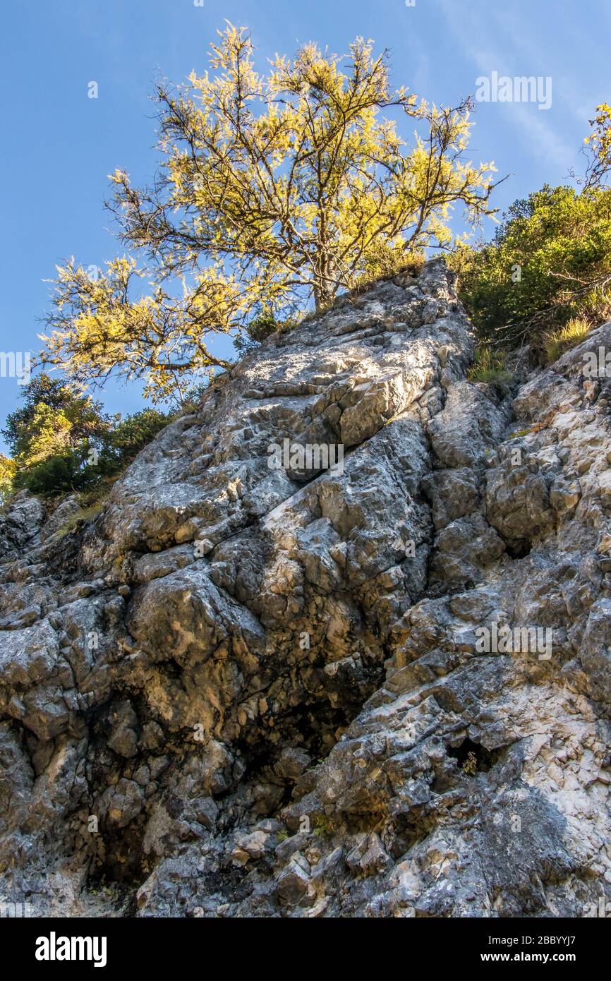 Big larch hi-res stock photography and images - Alamy