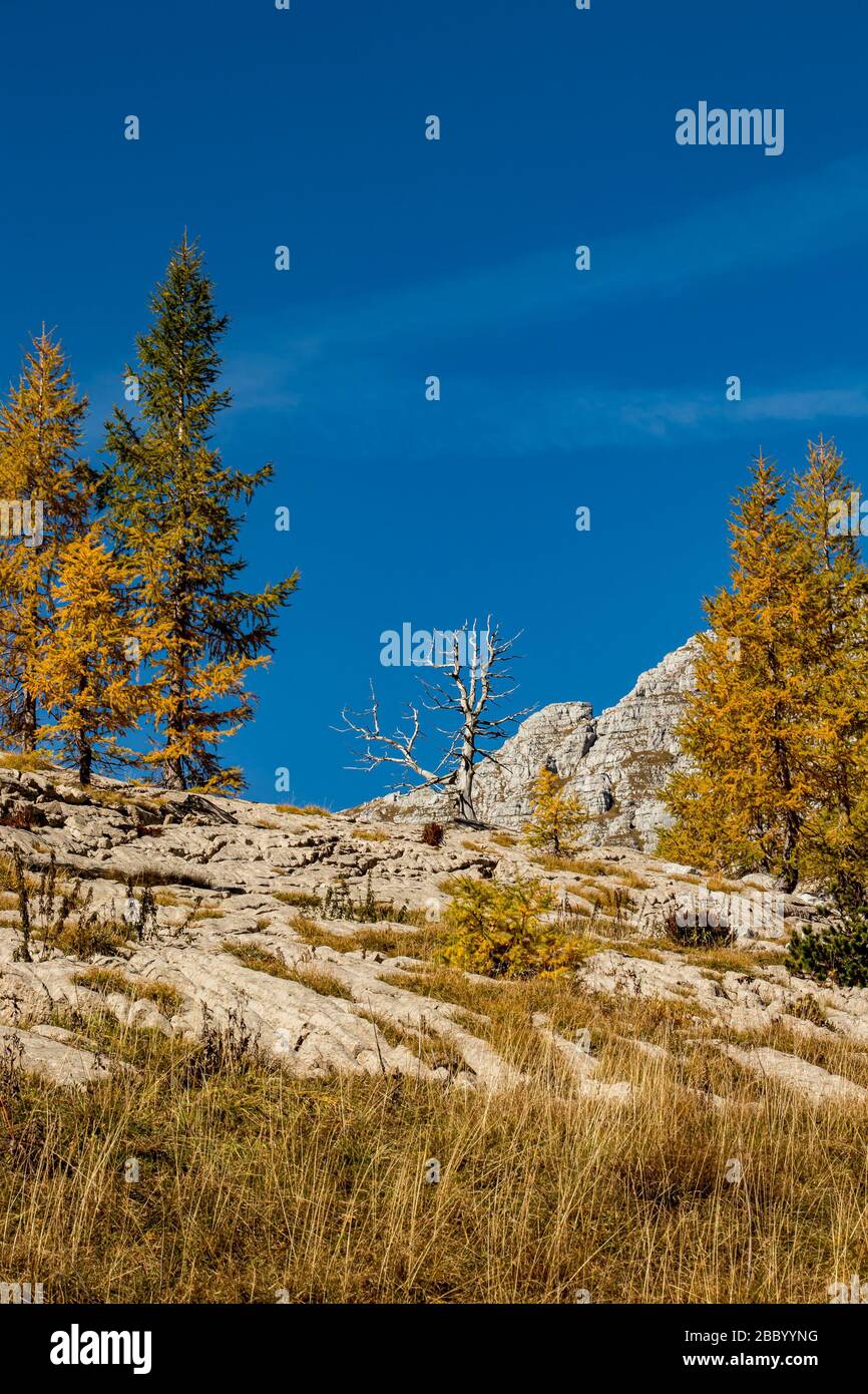 Larch trees and one dead tree in mountains Stock Photo - Alamy