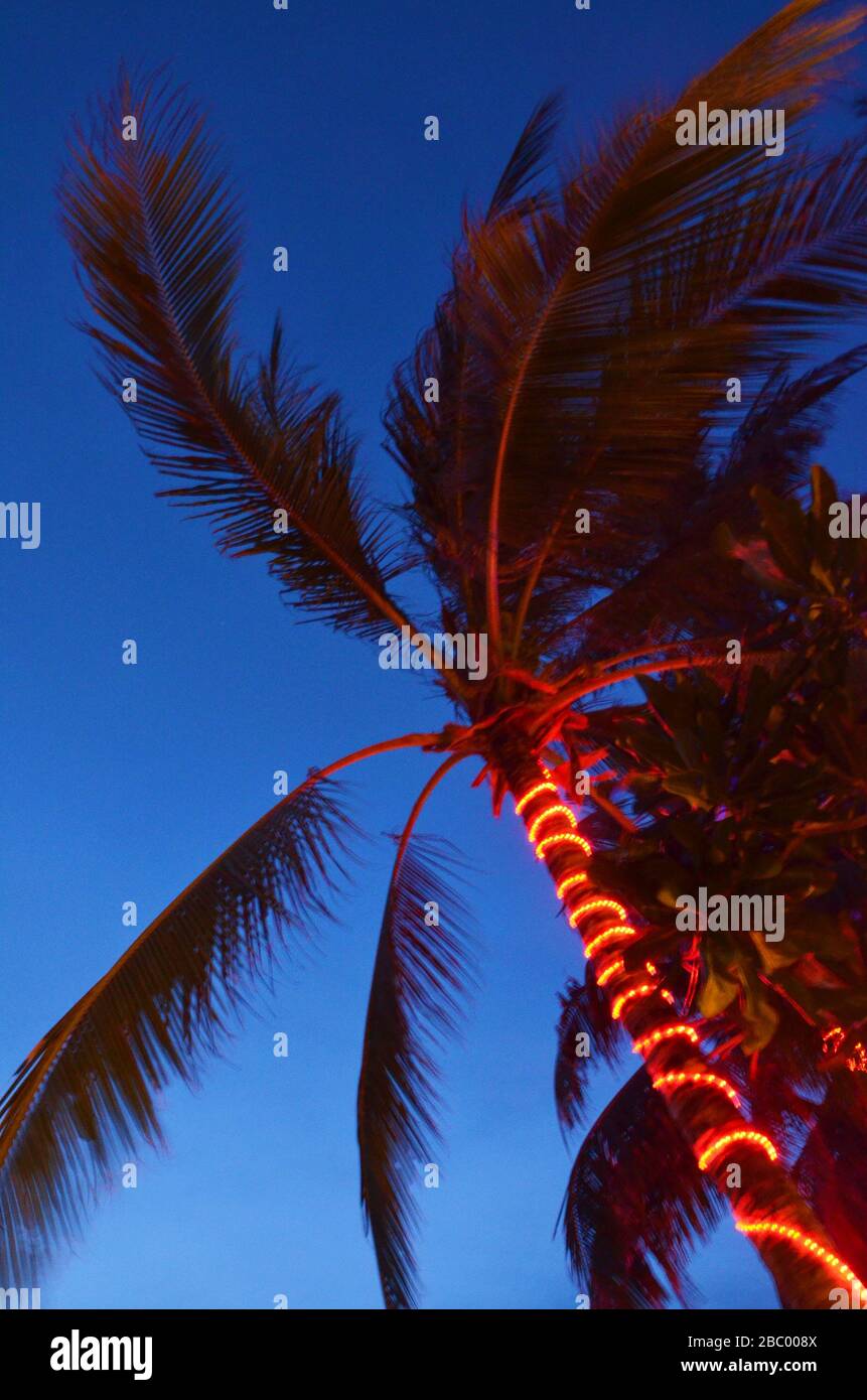 Lit Palm Tree High Res