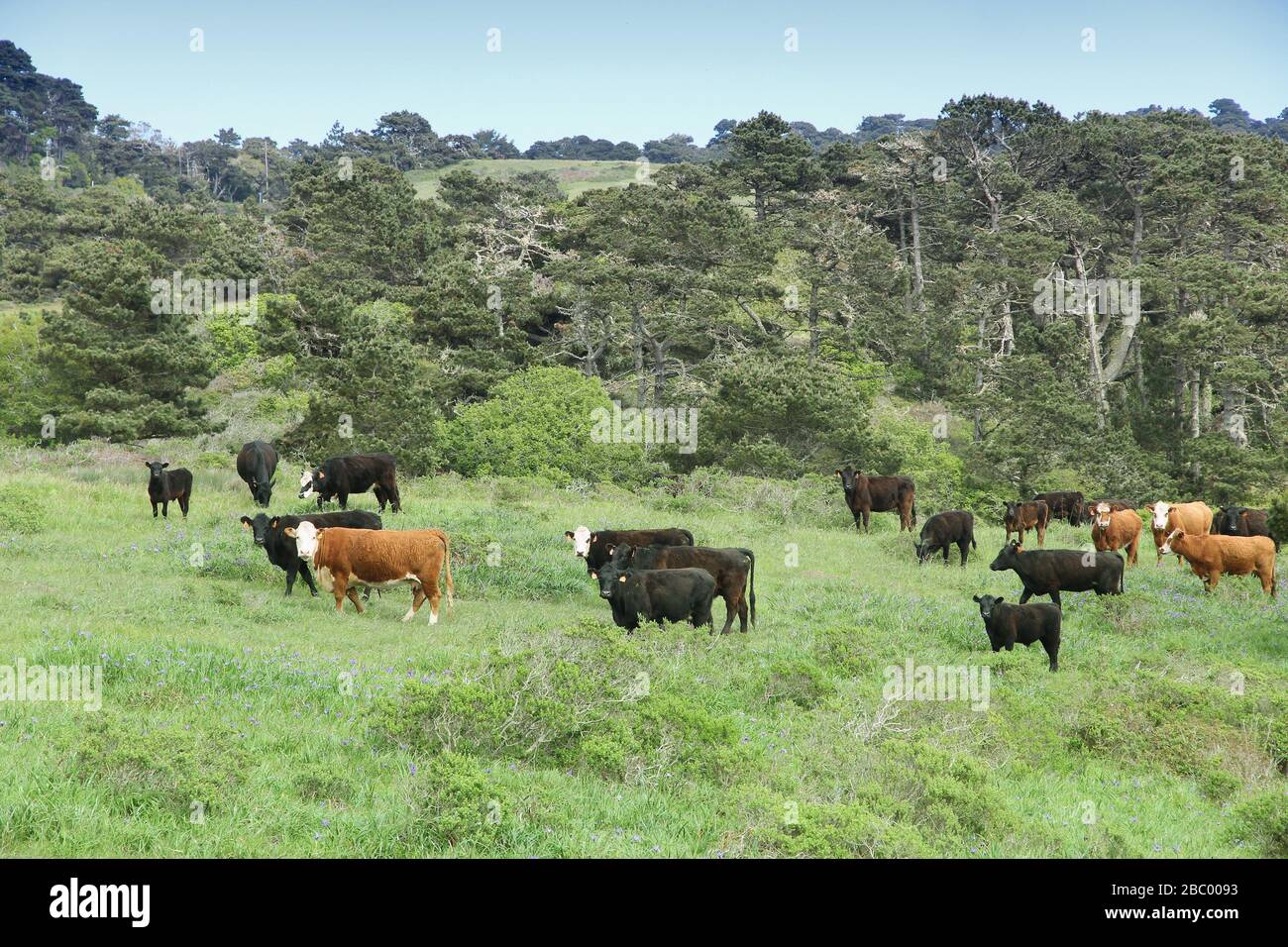 Marin County cattle ranch in California, USA. Grazing cows Stock Photo ...