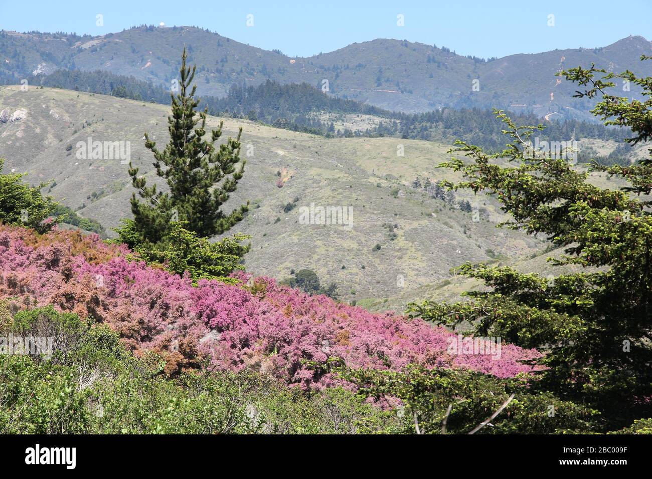 Mount Tamalpais State Park landscape in California, USA Stock Photo - Alamy