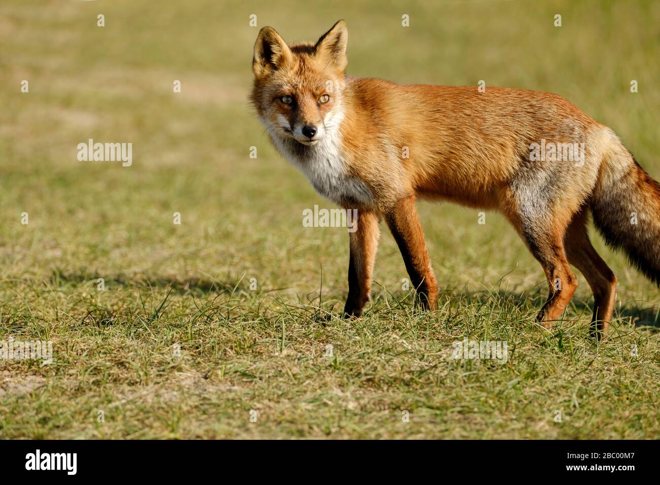 A magnificent wild Red Fox, the fox looks straight into the camera ...