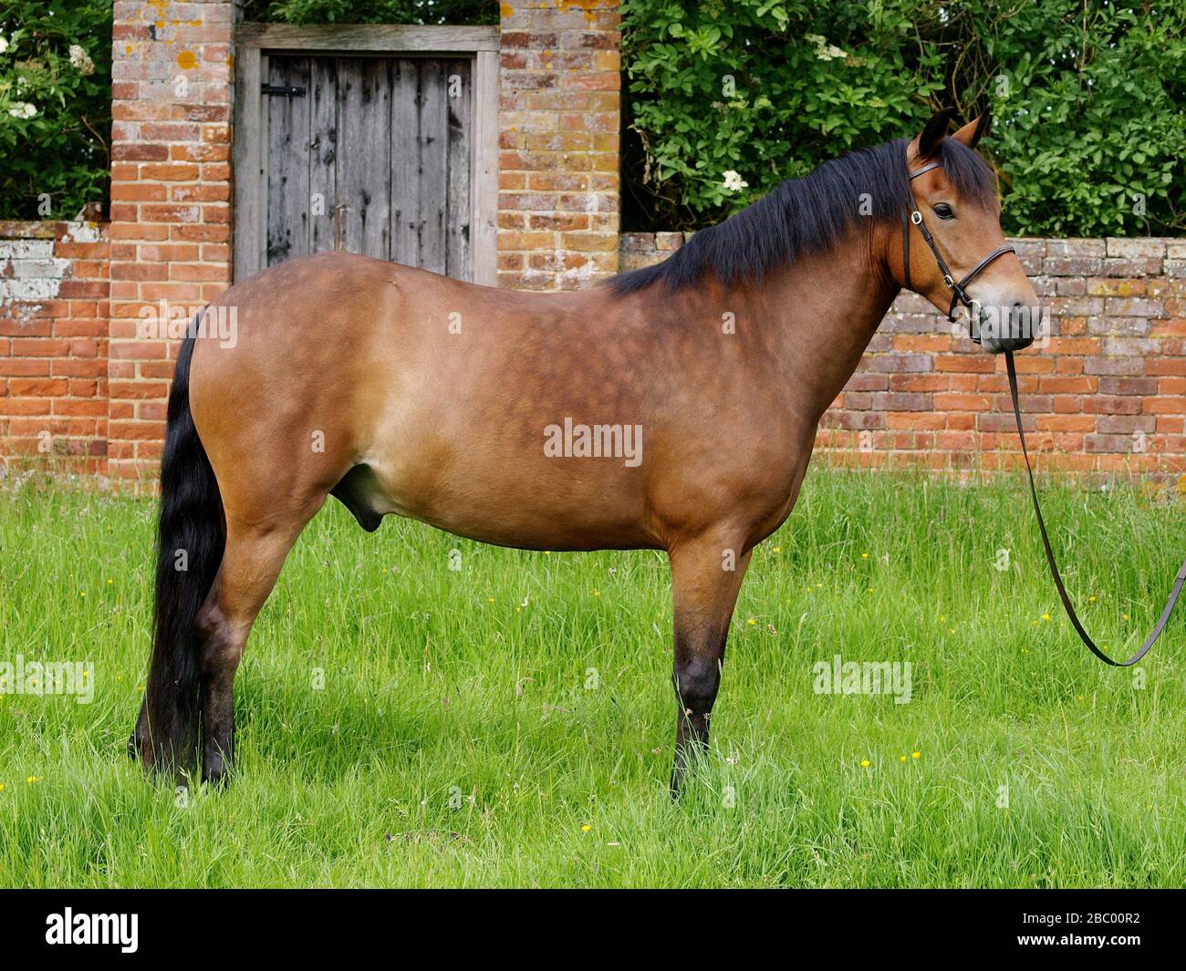 A rare breed New Forest Pony stood up in a paddock Stock Photo - Alamy