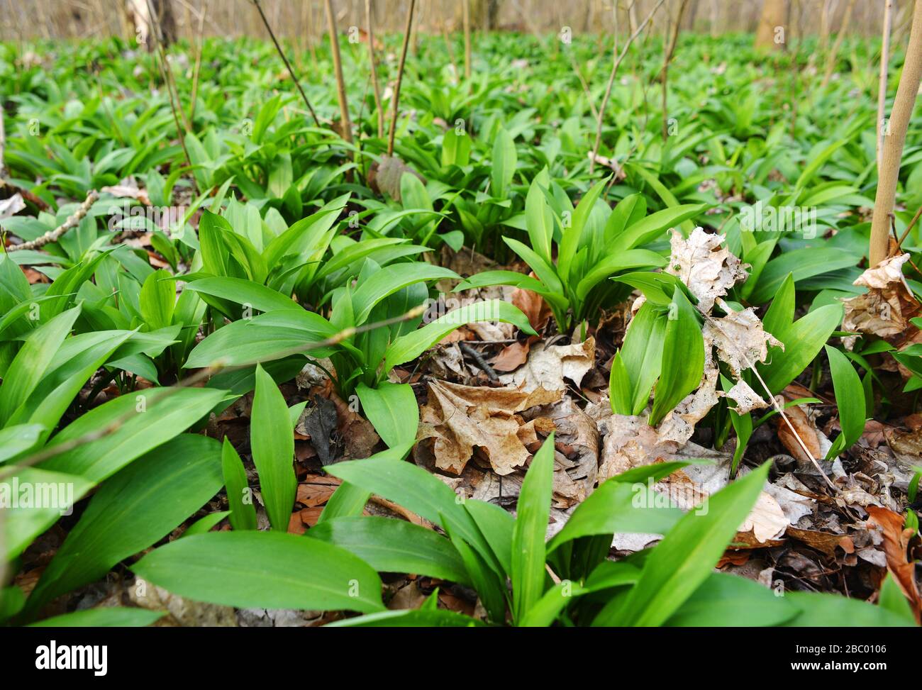 Fresh wild garlic growing in a forest outdoors in springtime Stock ...