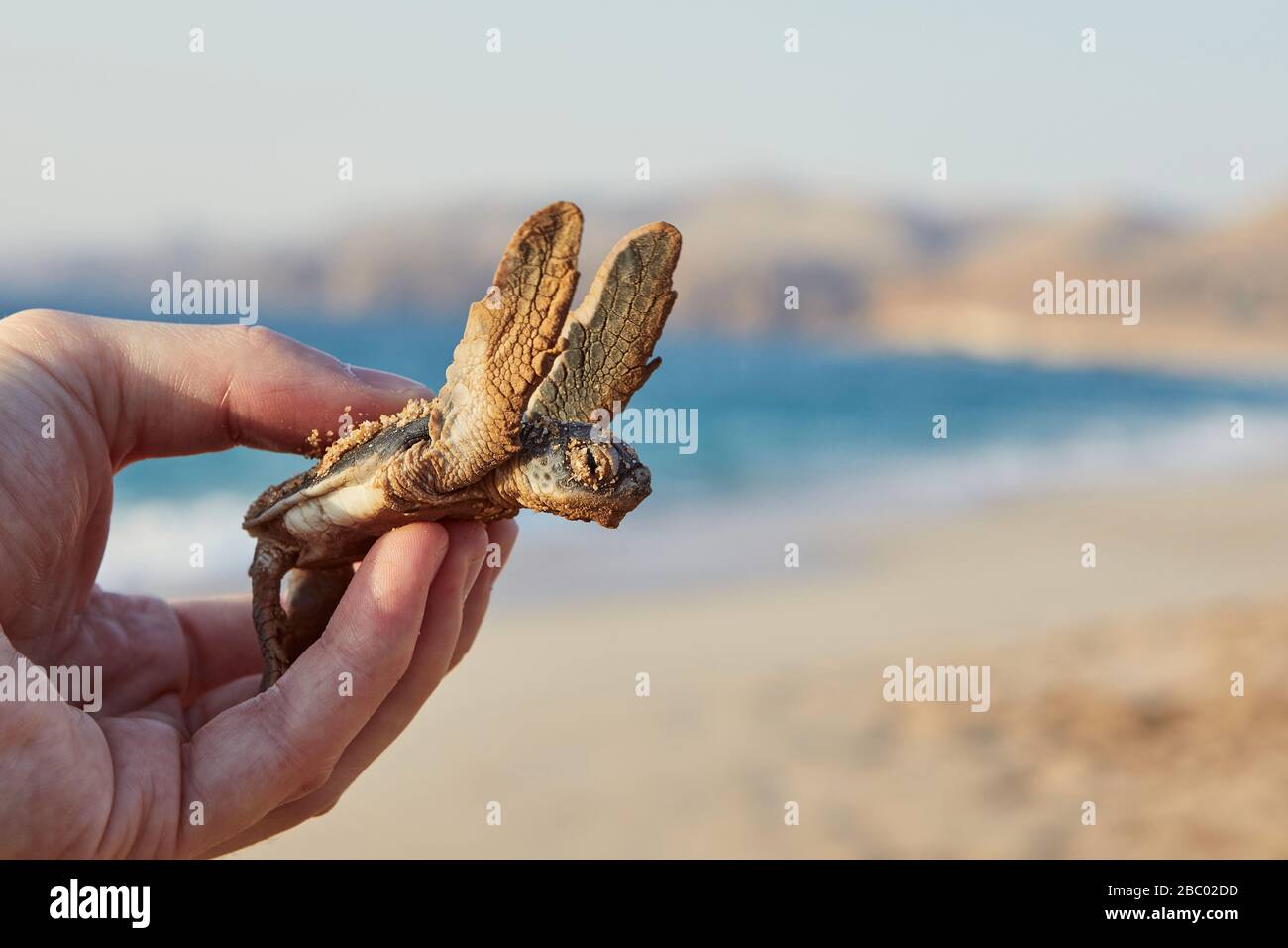 Human hand holding newborn green turtle and carries them into sea. Ras ...