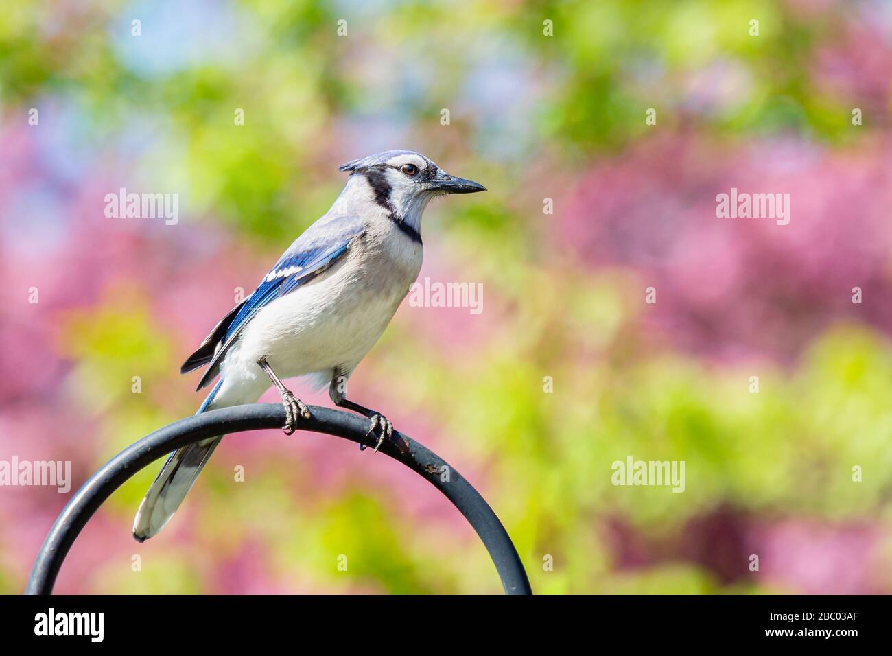 Jay black background hi-res stock photography and images - Alamy