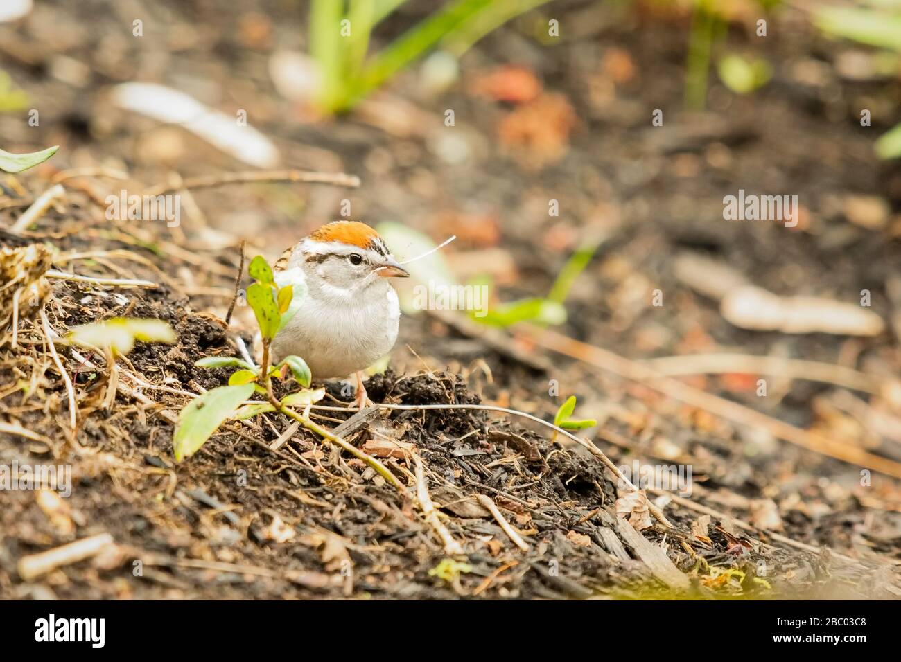 Small chipping sparrow looking for material to build its nest Stock ...