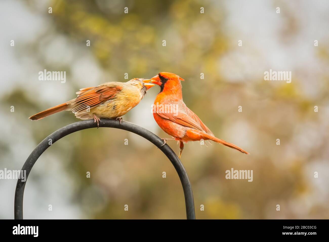 Male red cardinal feeding a female to win her heart Stock Photo - Alamy