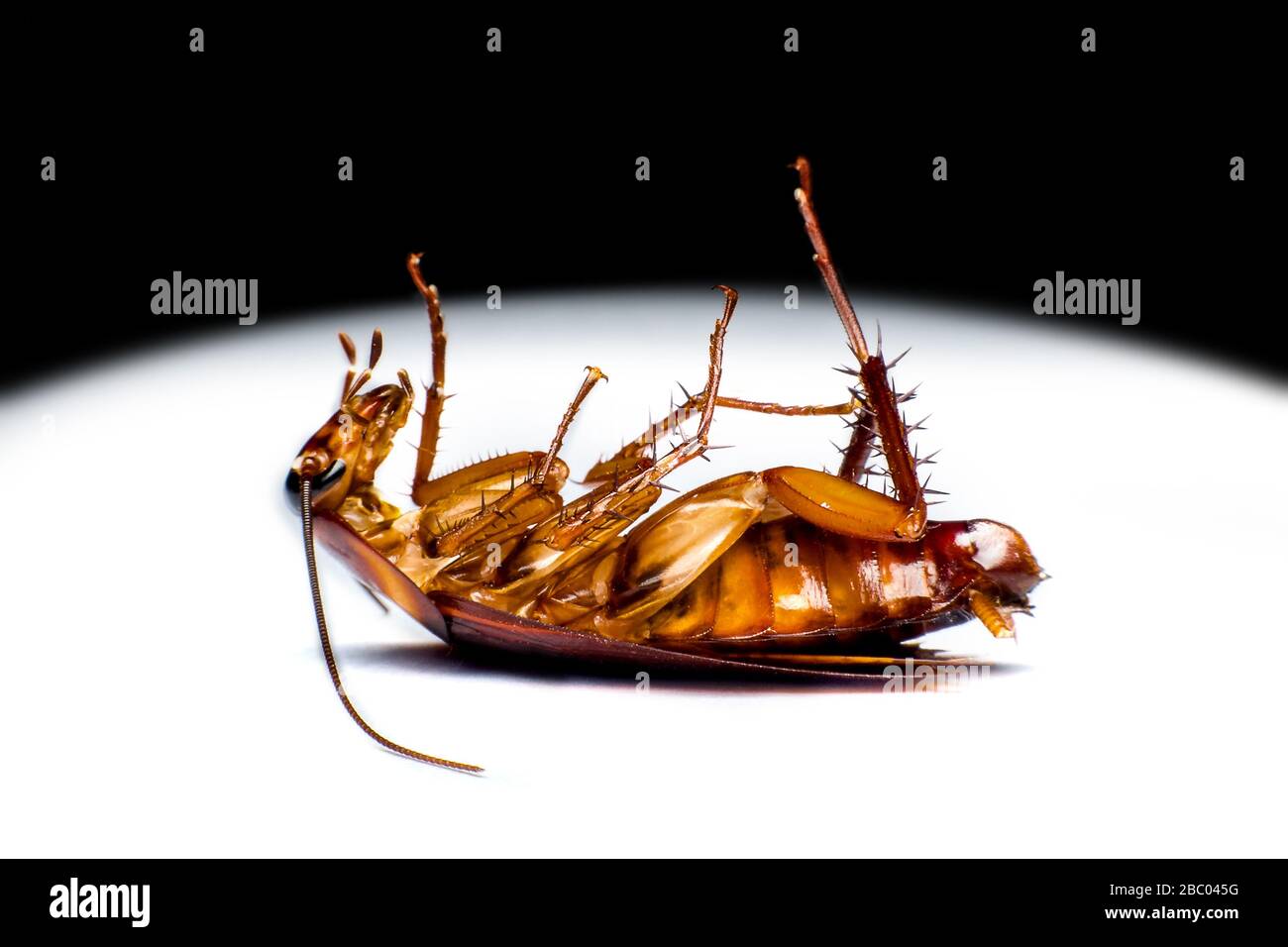 Cockroaches are a white background. In the position of lying back Stock ...