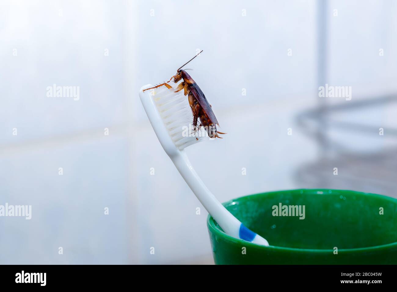 Macro image, cockroach insect on the toothbrush, Showing impurities ...