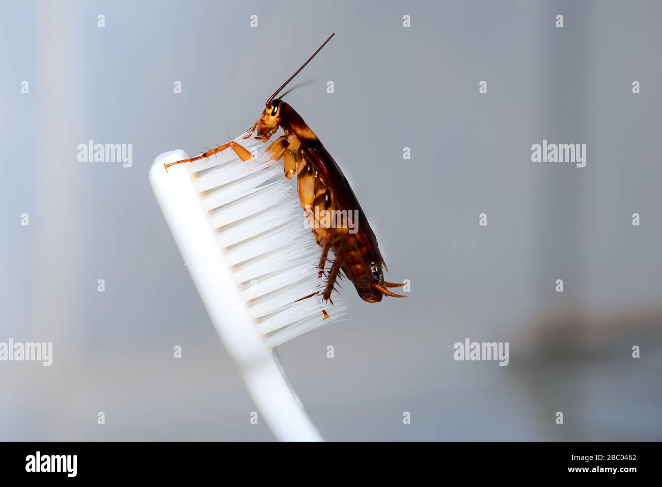 Macro image, cockroach insect on the toothbrush, Showing impurities ...