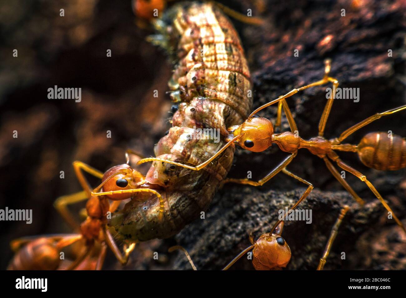 Group of ants hi-res stock photography and images - Alamy