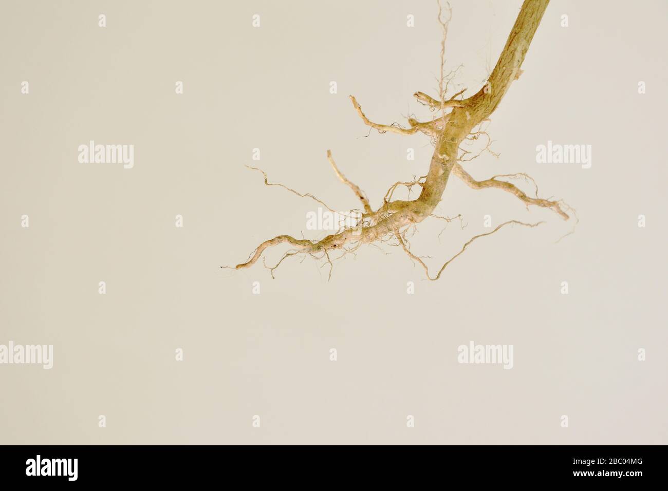 dry plant root with curve and texture Stock Photo - Alamy