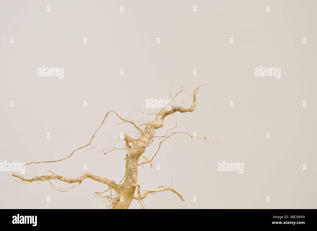 dry plant root with curve and texture Stock Photo - Alamy