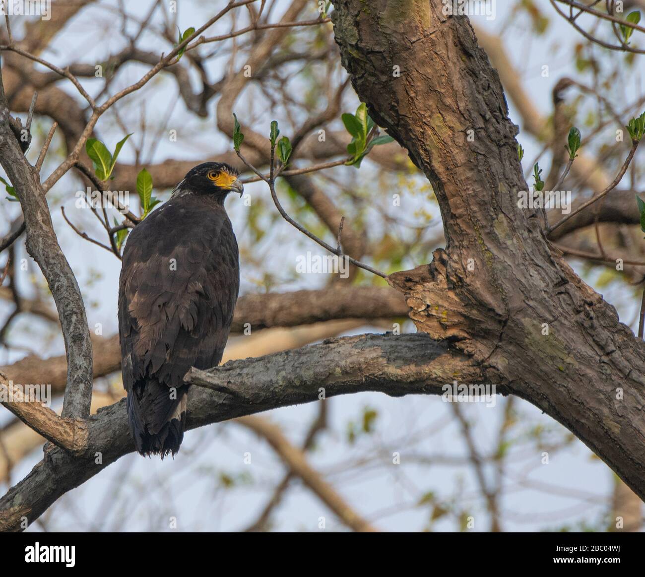 Crested serpent eagle hi-res stock photography and images - Alamy