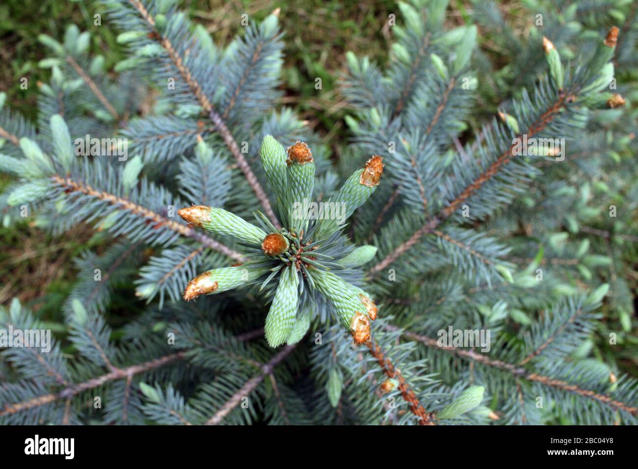 Pine tips. Evergreen tree with young tips Stock Photo - Alamy